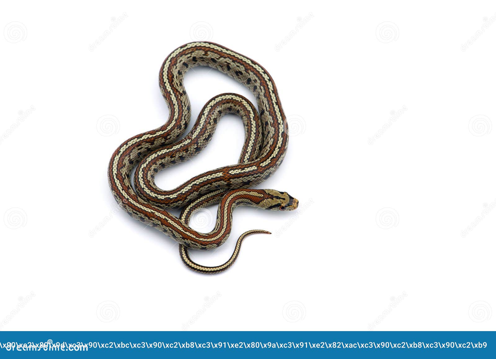 The European Ratsnake Isolated on White Background Stock Image - Image ...