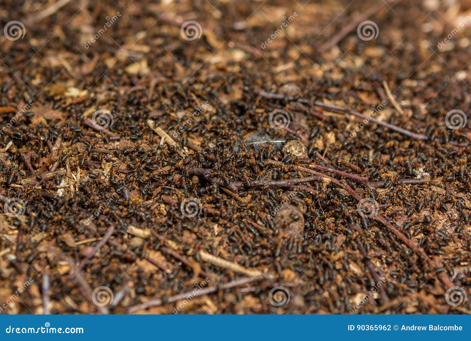 European Red Ants Swarming Out of Nest Stock Photo - Image of america ...