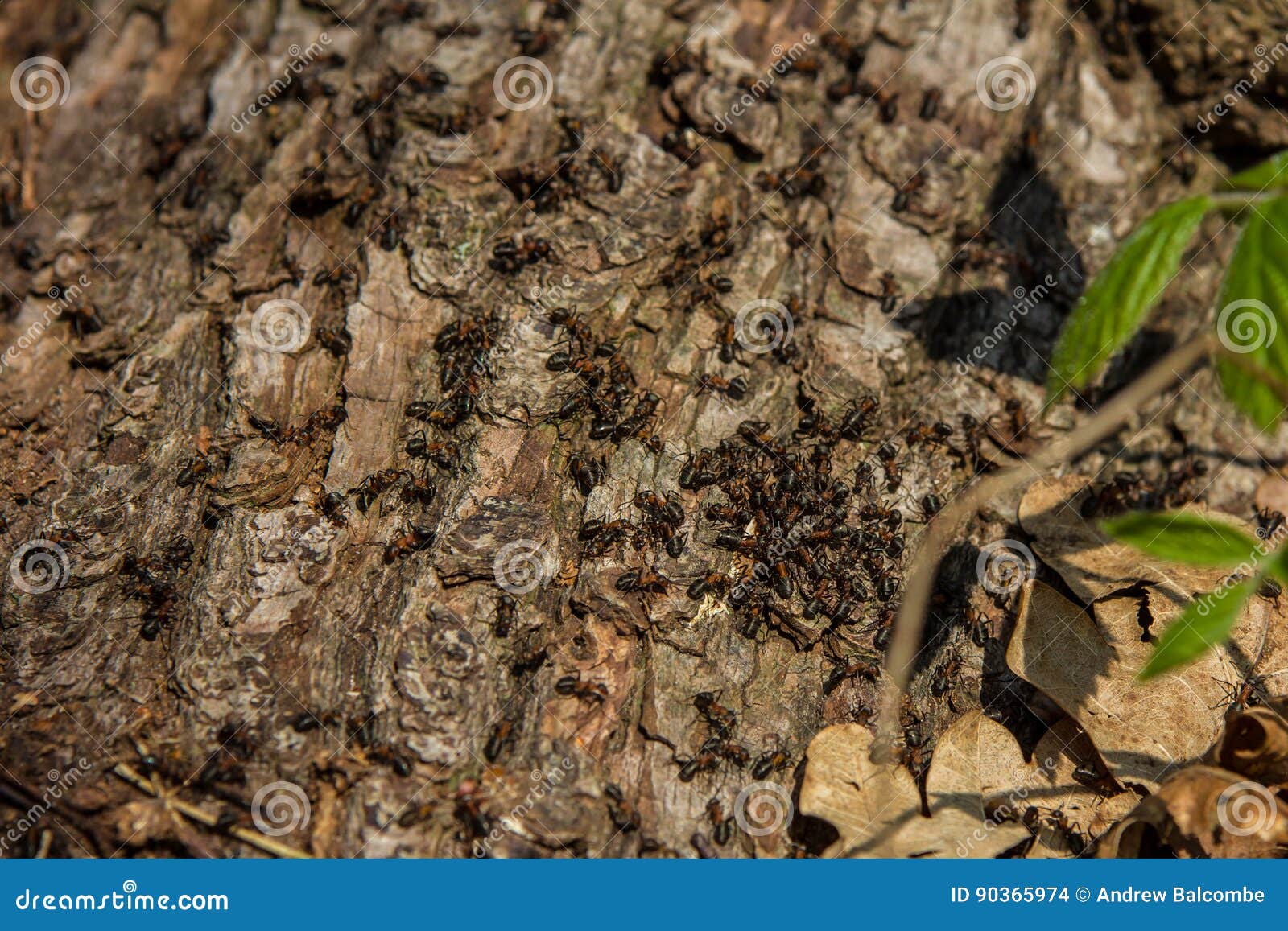 European Red Ants Swarming on Tree Stock Photo - Image of forest ...