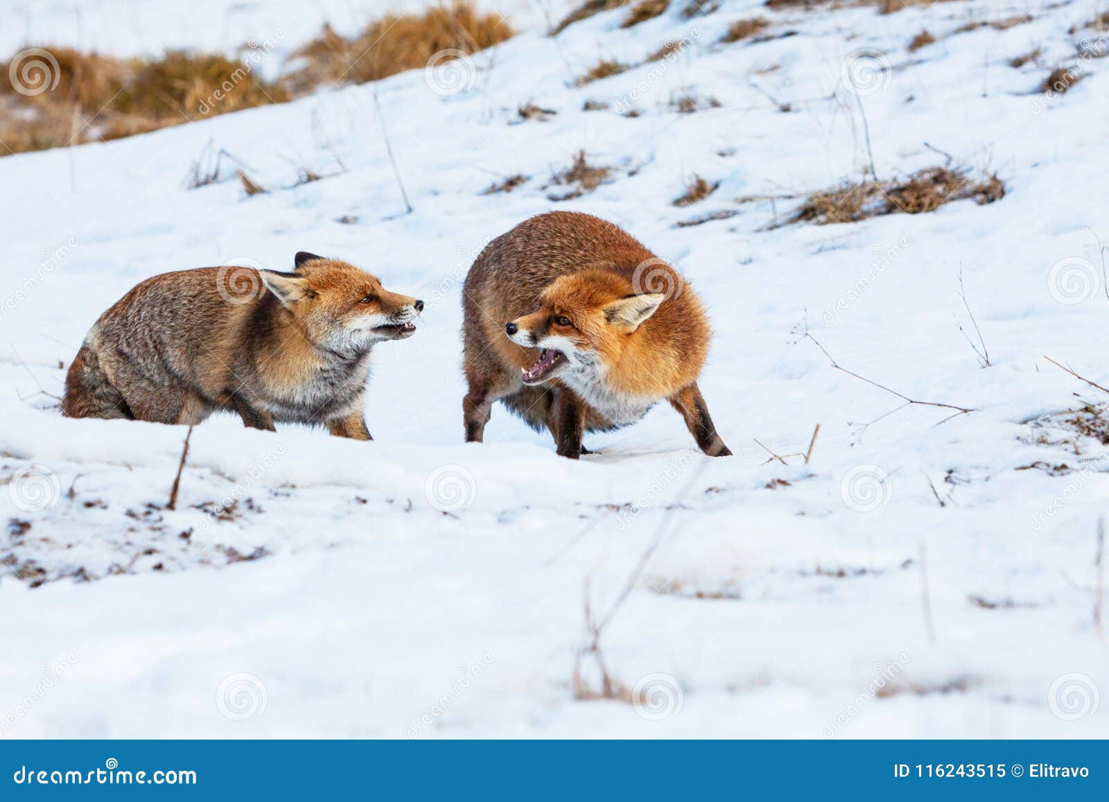 European Red Fox on the Snow Stock Image - Image of mammalia, season ...