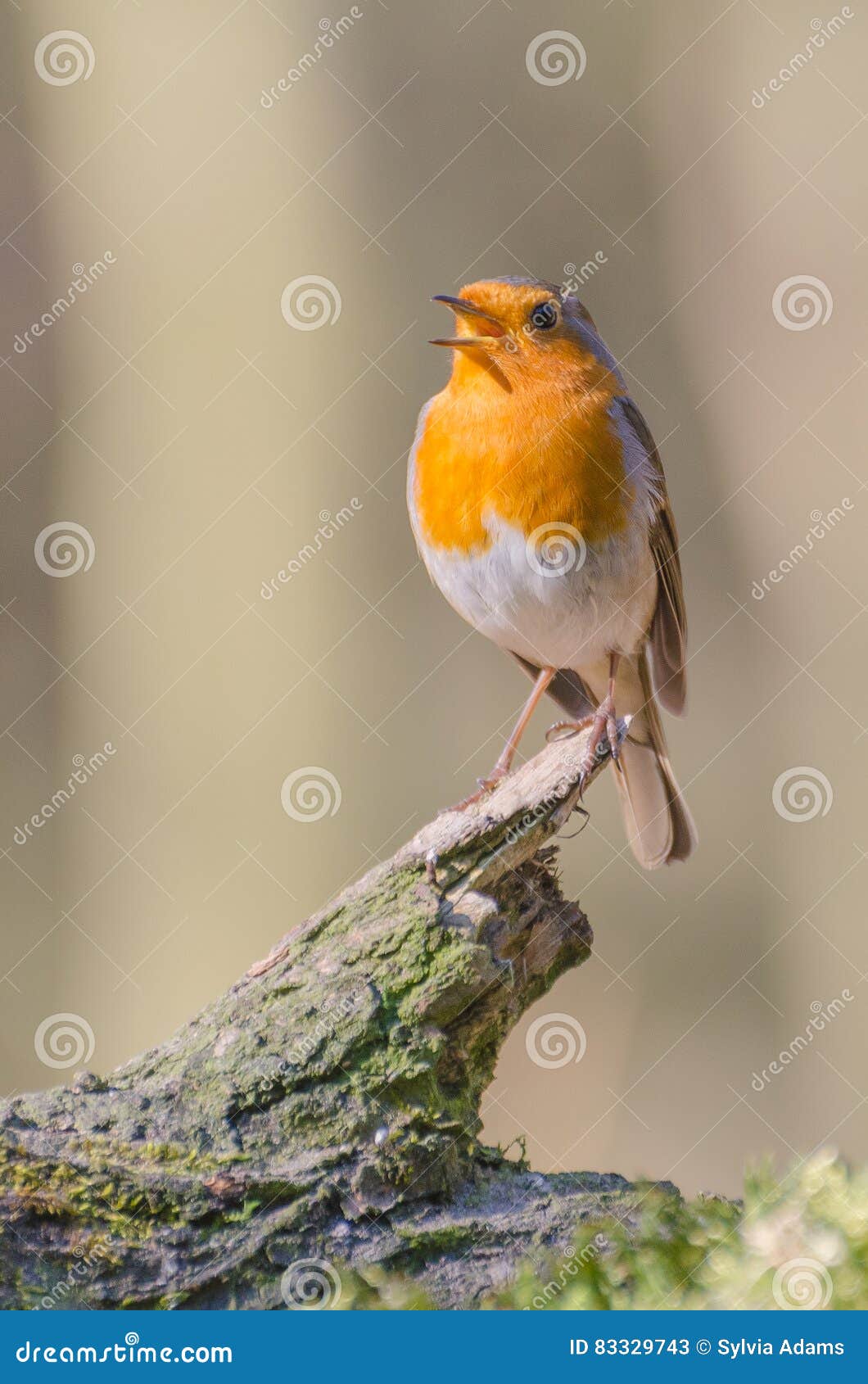 European red robin stock image. Image of breast, branch - 83329743