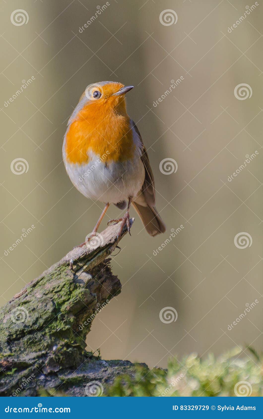 European red robin stock image. Image of closeup, european - 83329729