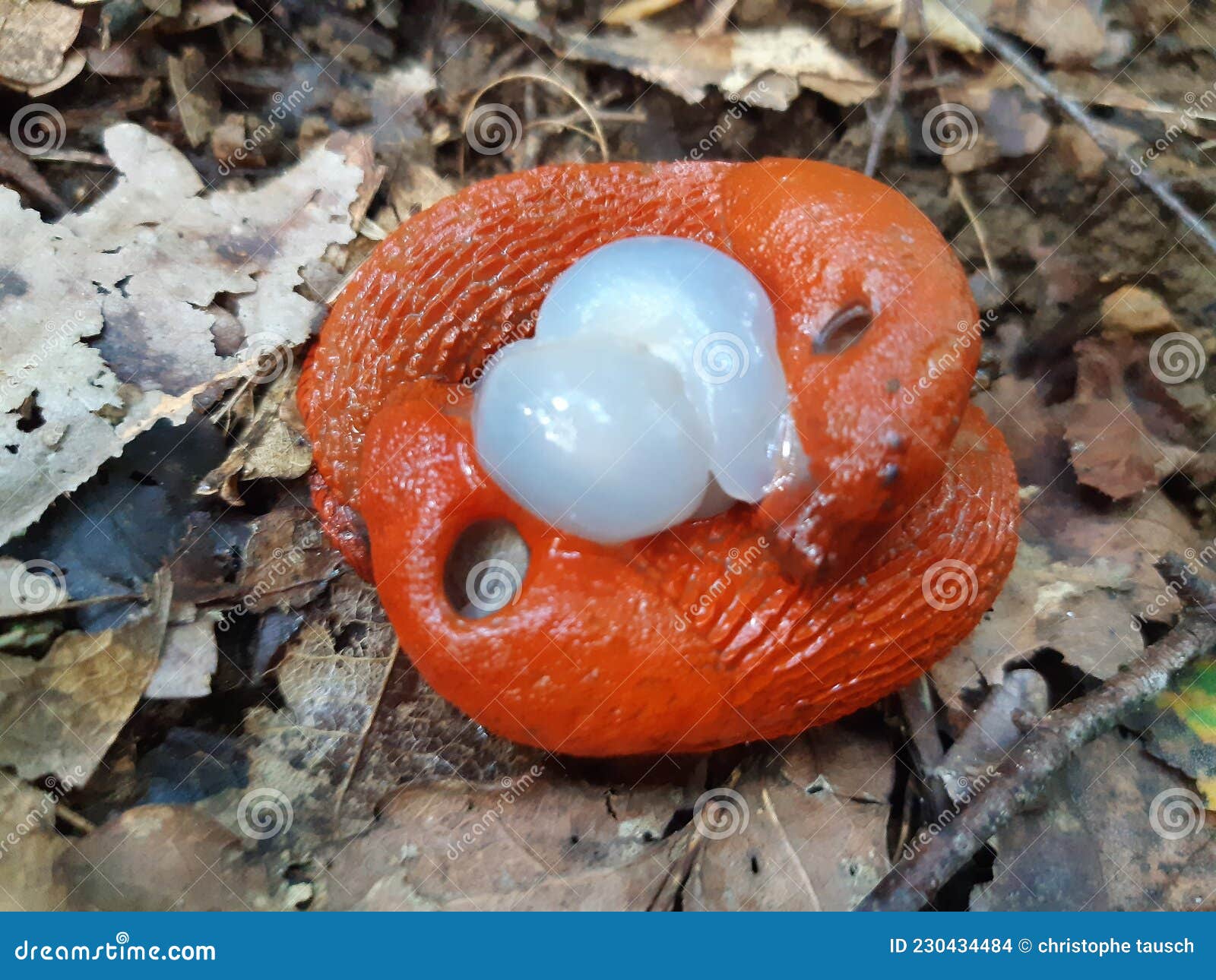 European Red Slugs Arion Rufus Mating Stock Photo - Image of animal ...