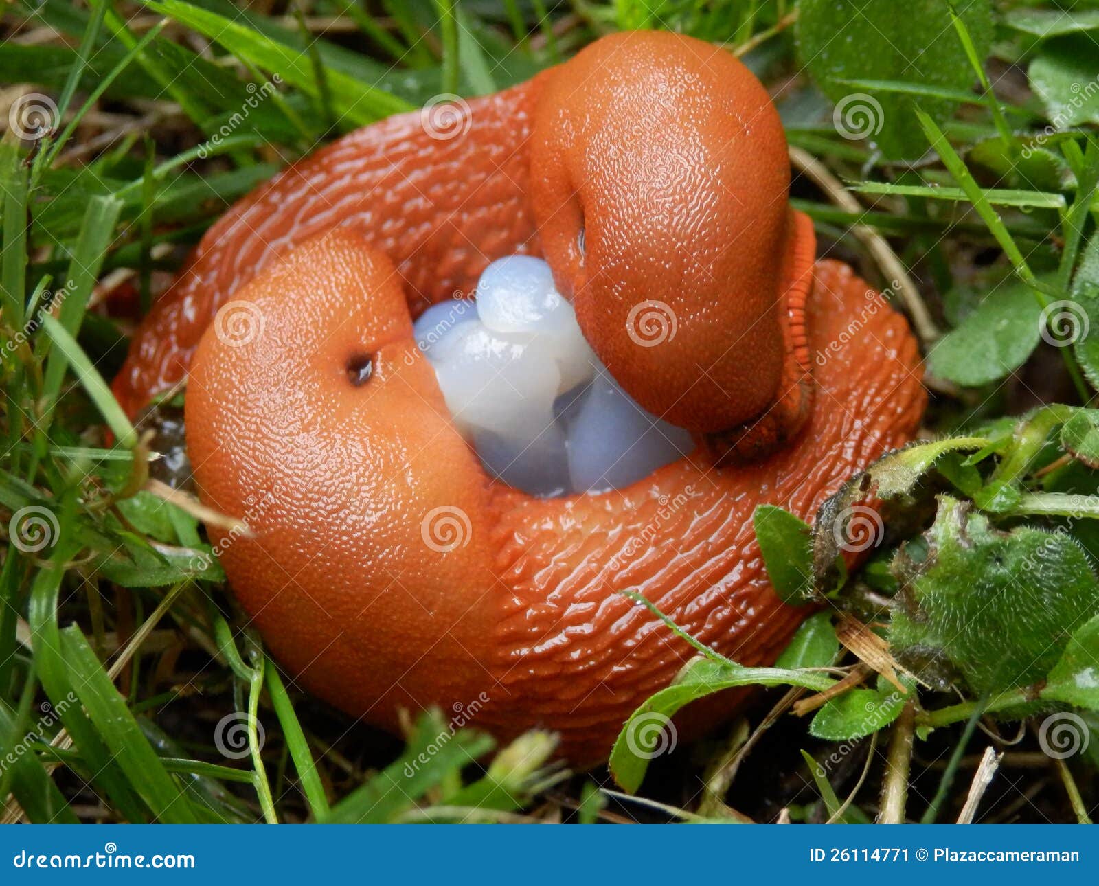 European red slugs mating stock image. Image of terrestrial - 26114771