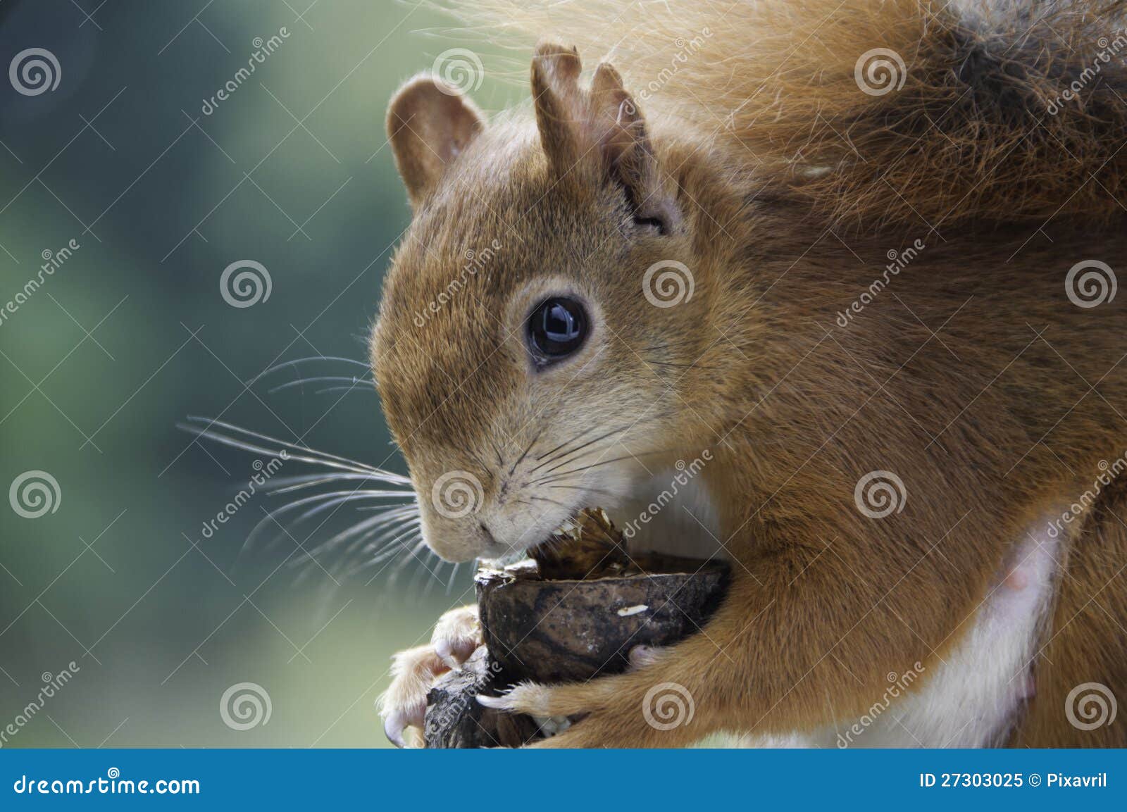 European red squirrel stock image. Image of animal, close - 27303025