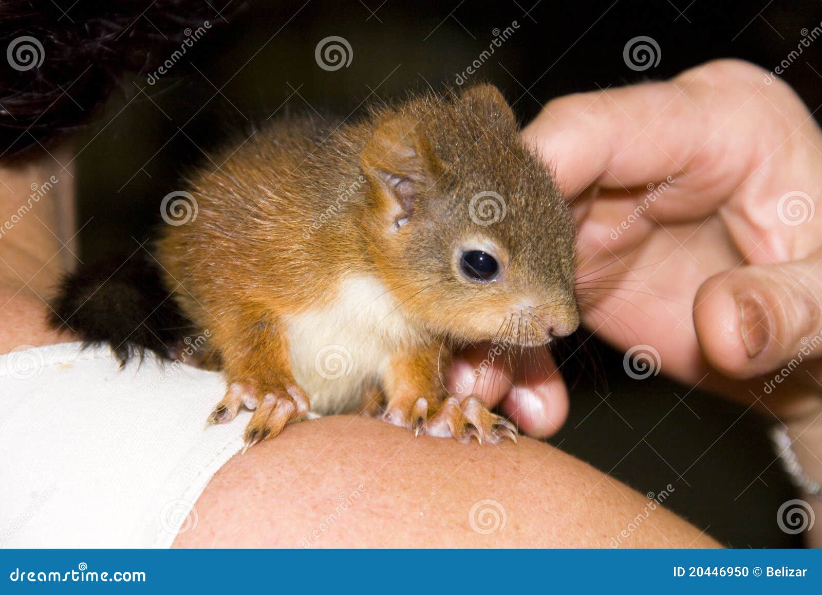 European red squirrel baby stock photo. Image of vulgaris - 20446950