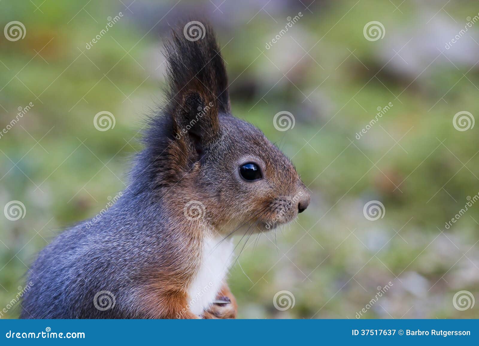 European red squirrel stock image. Image of closeup, rodents - 37517637
