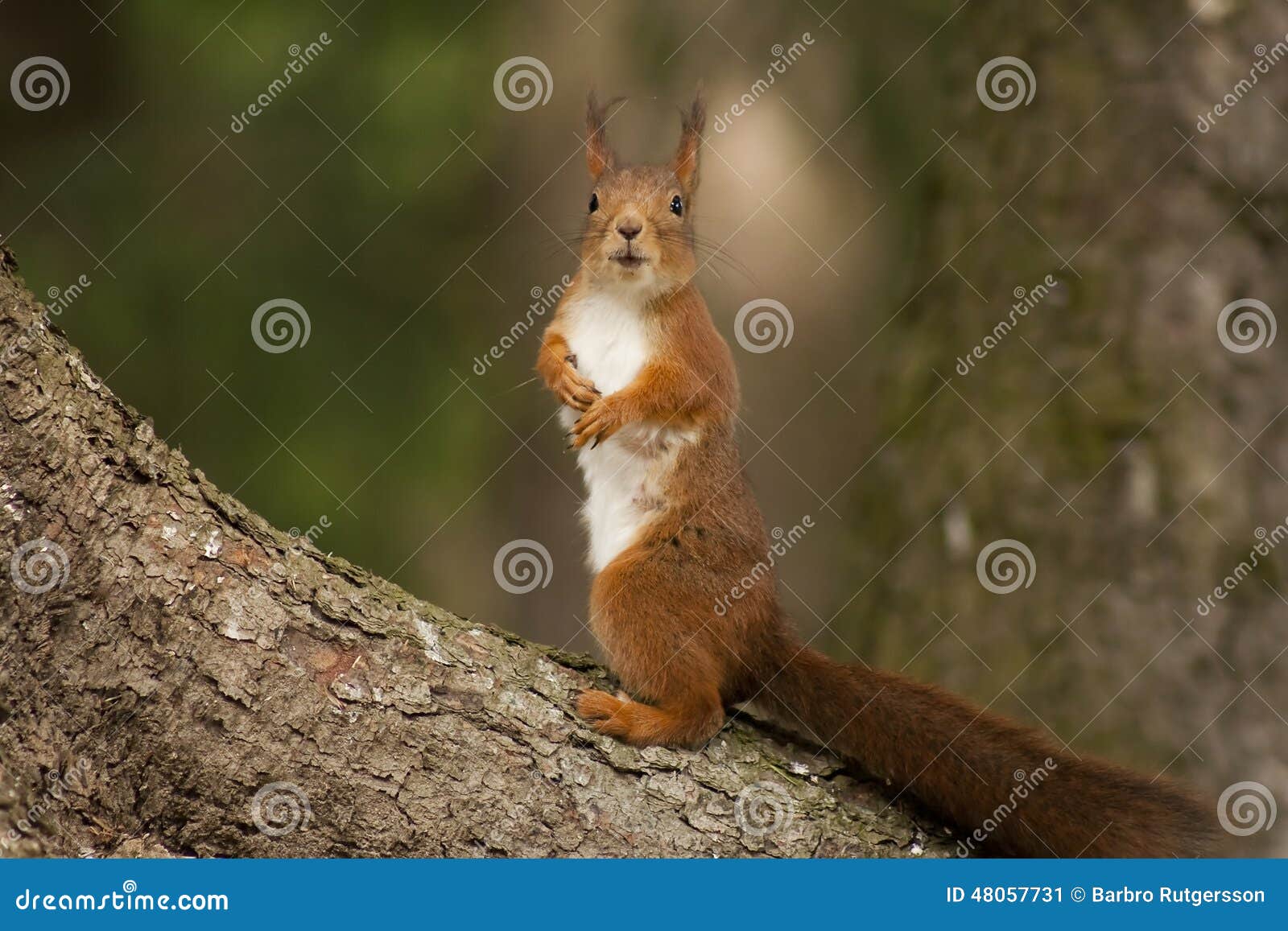 European red squirrel stock image. Image of european - 48057731