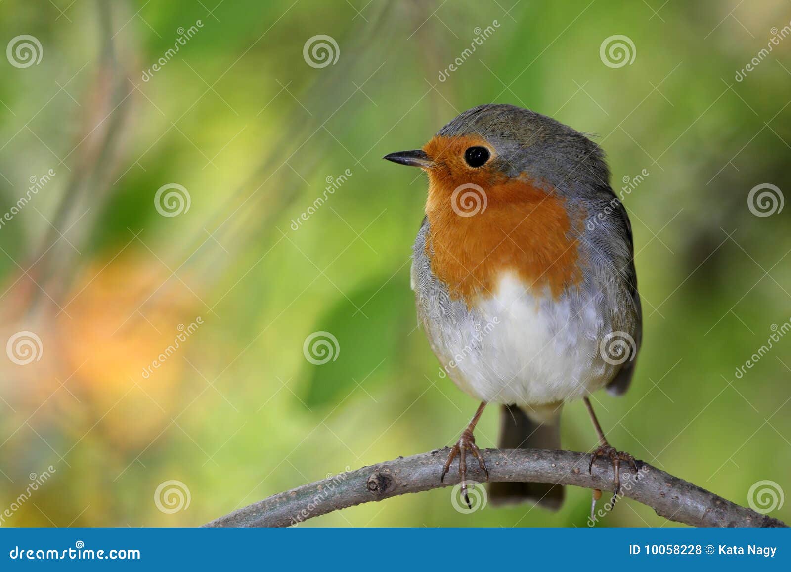 European Robin stock photo. Image of birdie, colored - 10058228