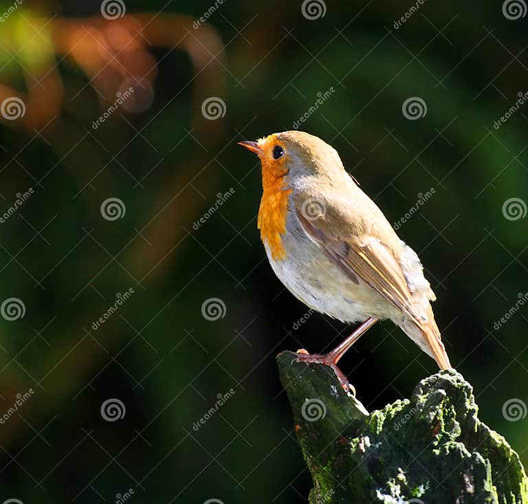 The European Robin stock photo. Image of look, wildlife - 10192556
