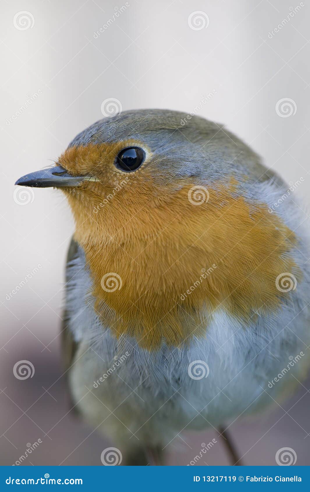 The European Robin stock image. Image of pretty, christmas - 13217119