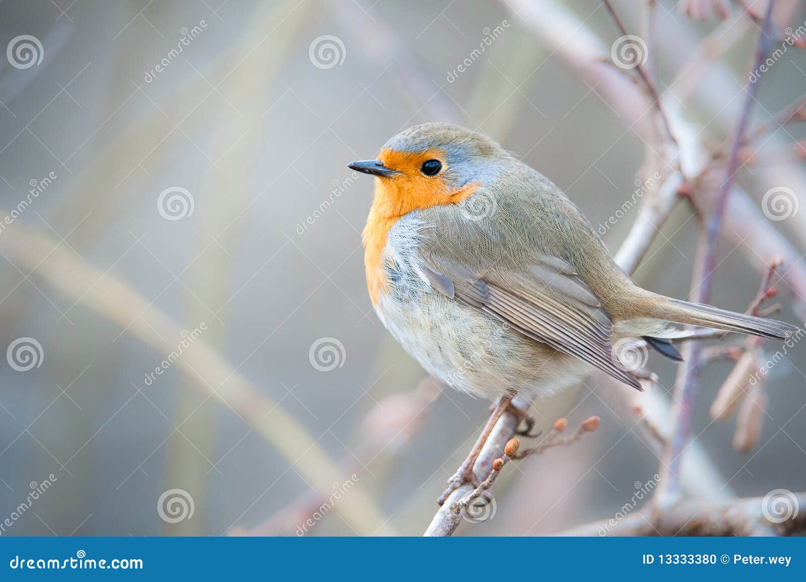 European Robin stock photo. Image of rubecula, wildlife - 13333380