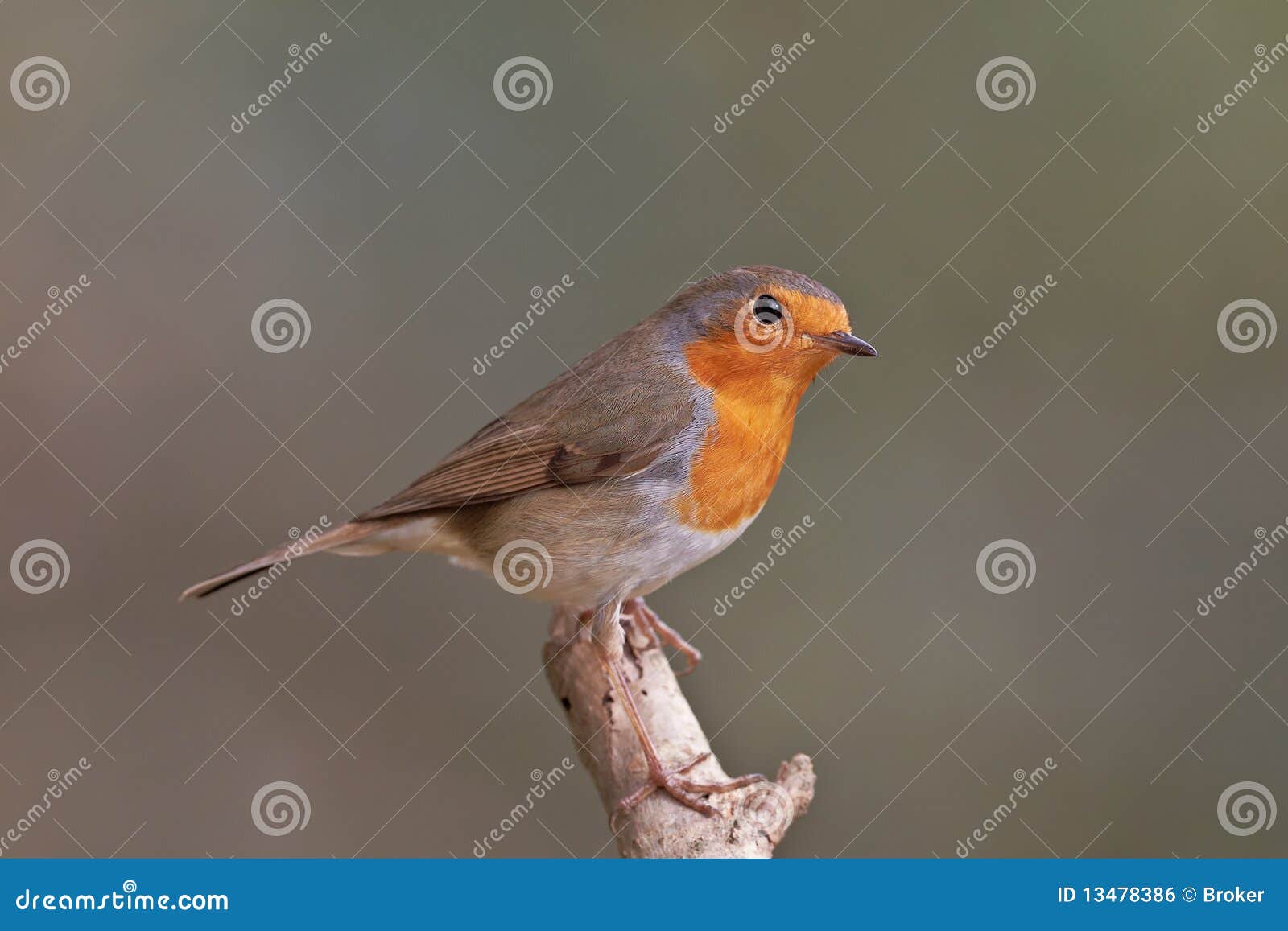 European robin stock photo. Image of outdoors, erithacus - 13478386