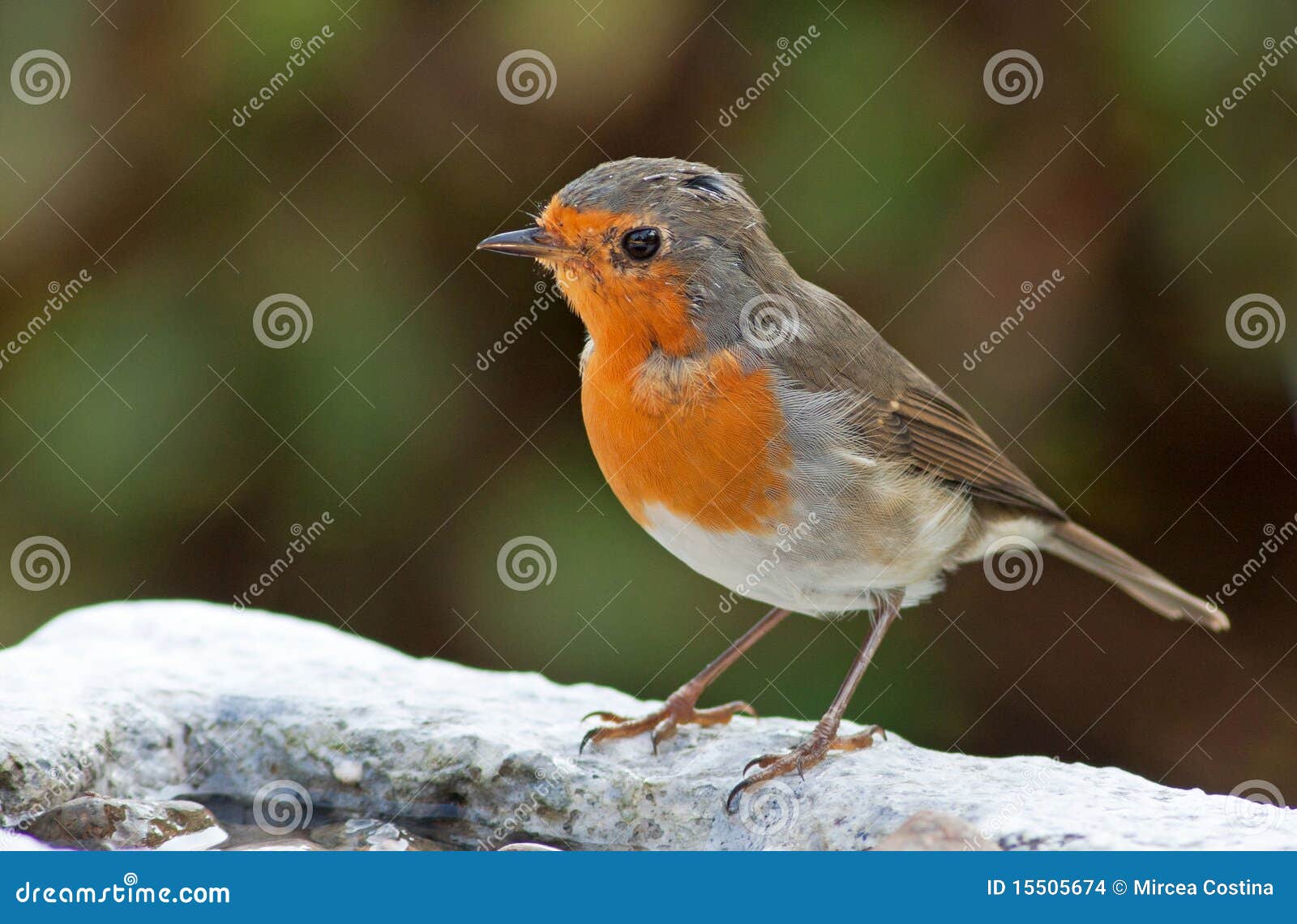 European Robin stock photo. Image of flying, daytime - 15505674
