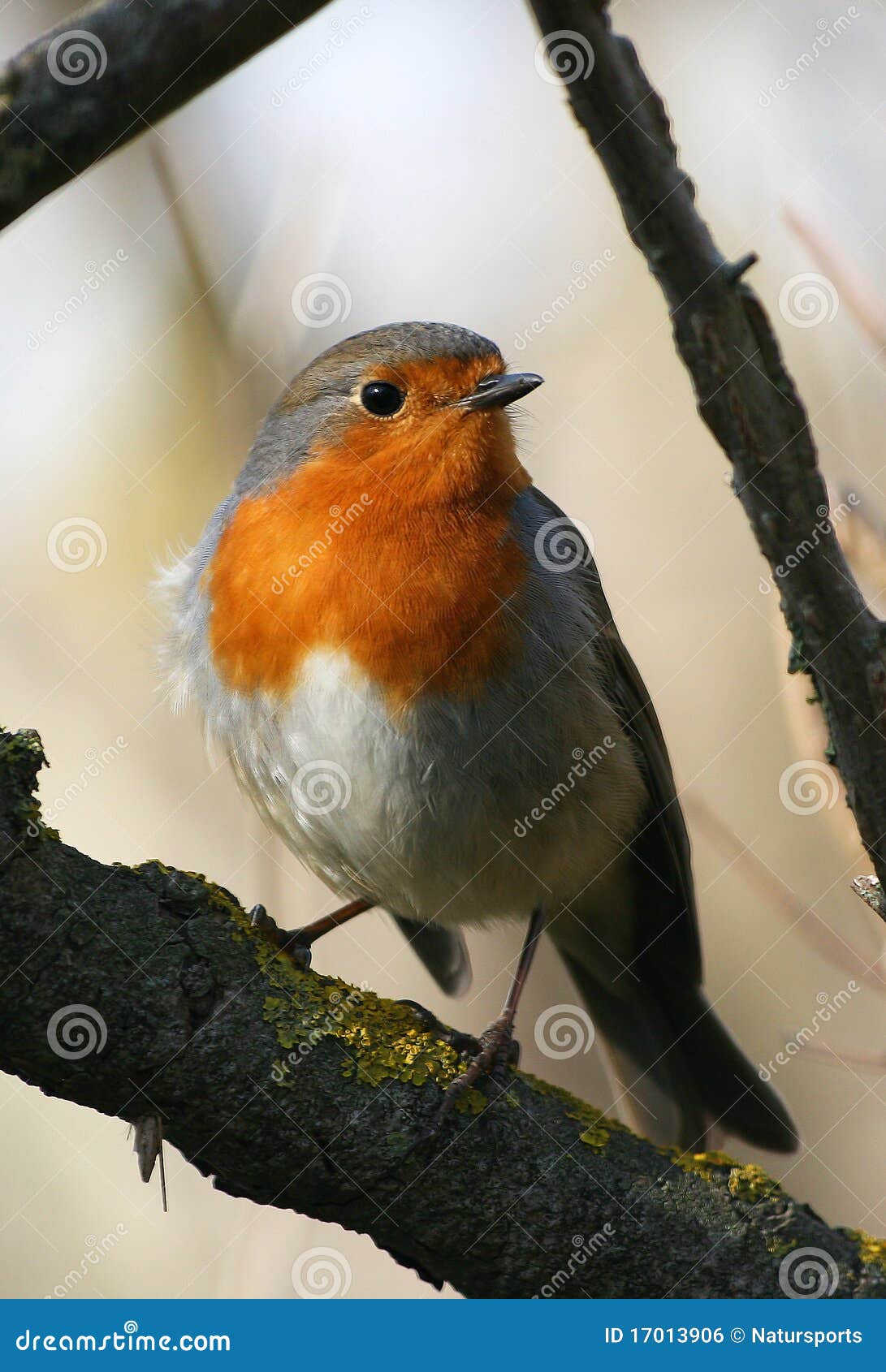 European Robin stock photo. Image of cold, european, head - 17013906