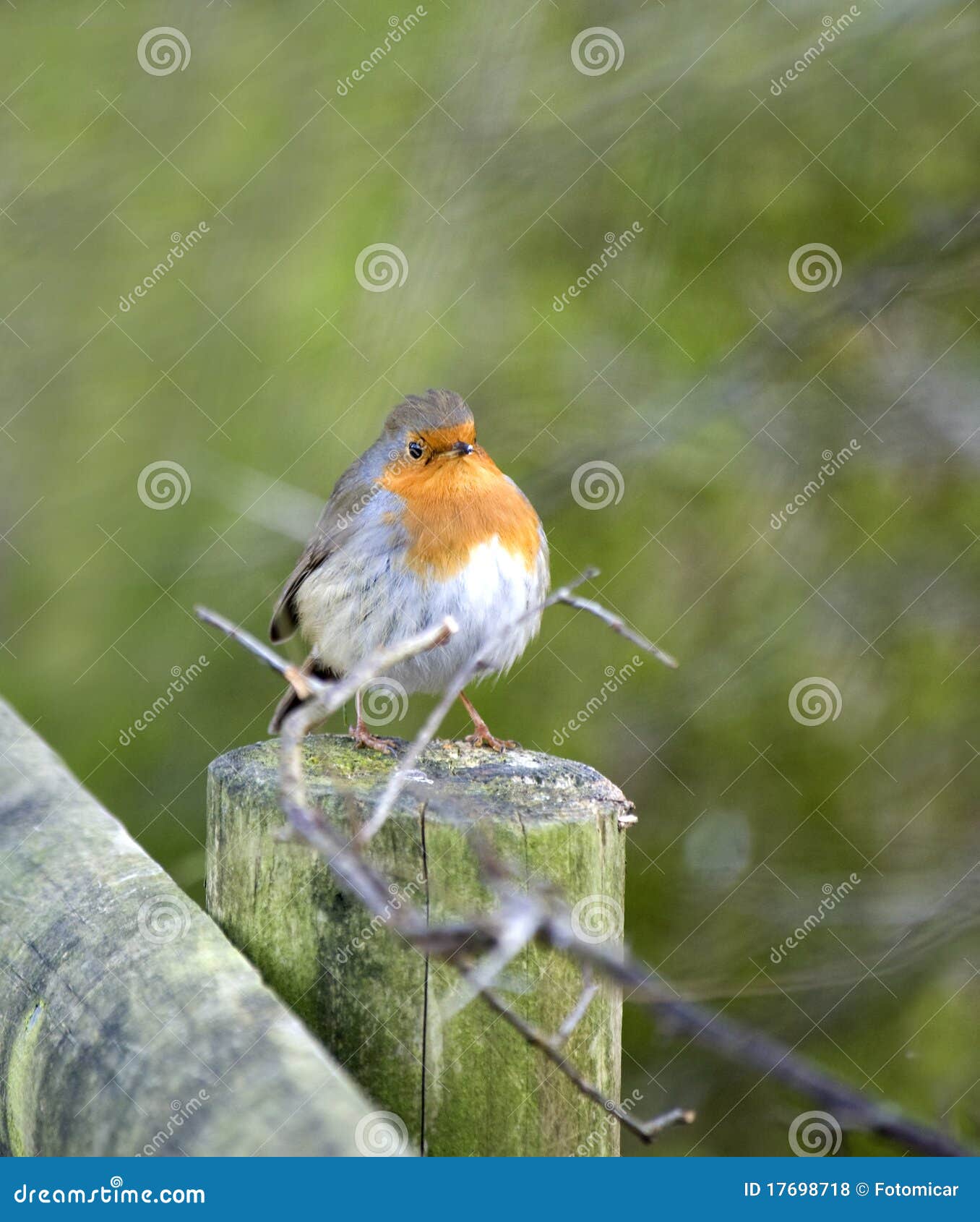 European Robin stock photo. Image of orange, bird, copy - 17698718