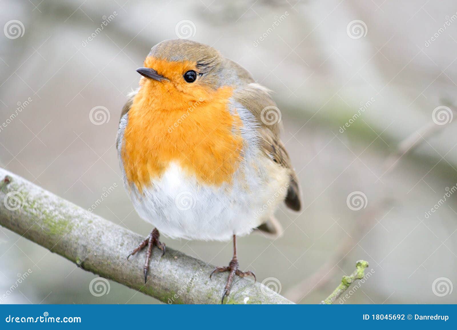 European Robin stock photo. Image of male, feathers, wildlife - 18045692