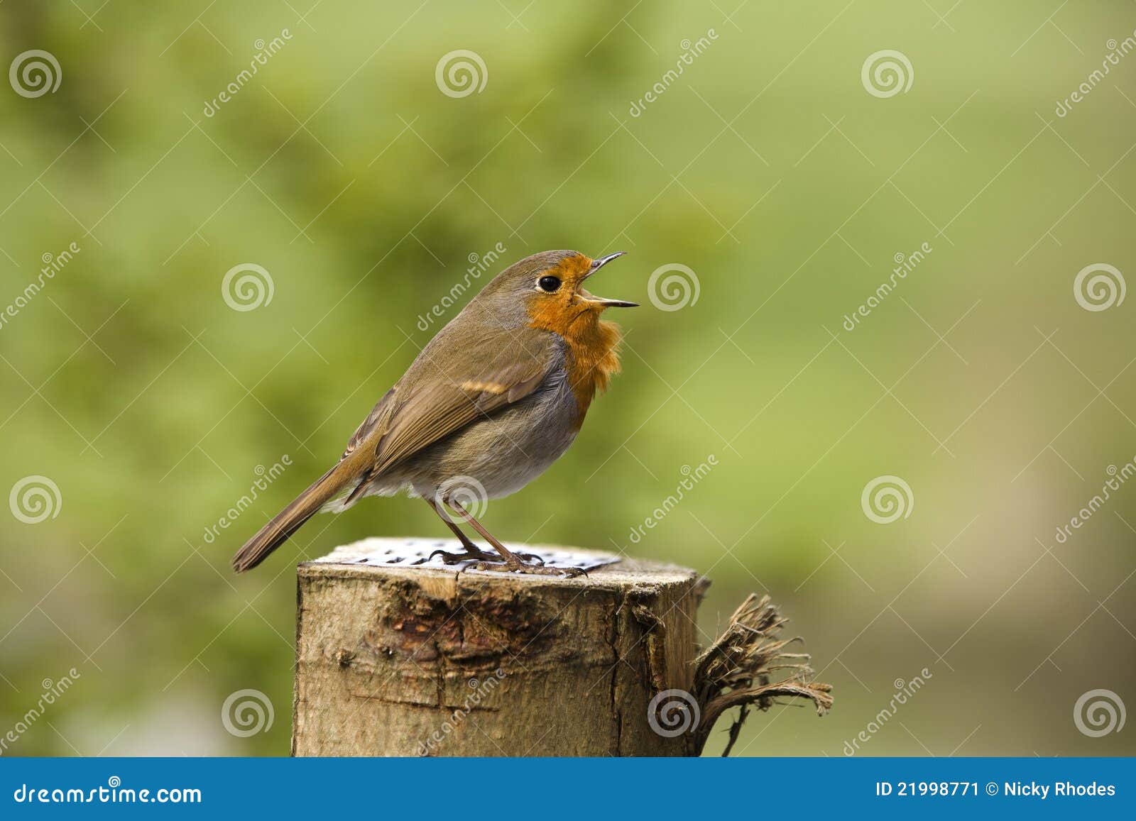 European Robin stock image. Image of post, open, beak - 21998771