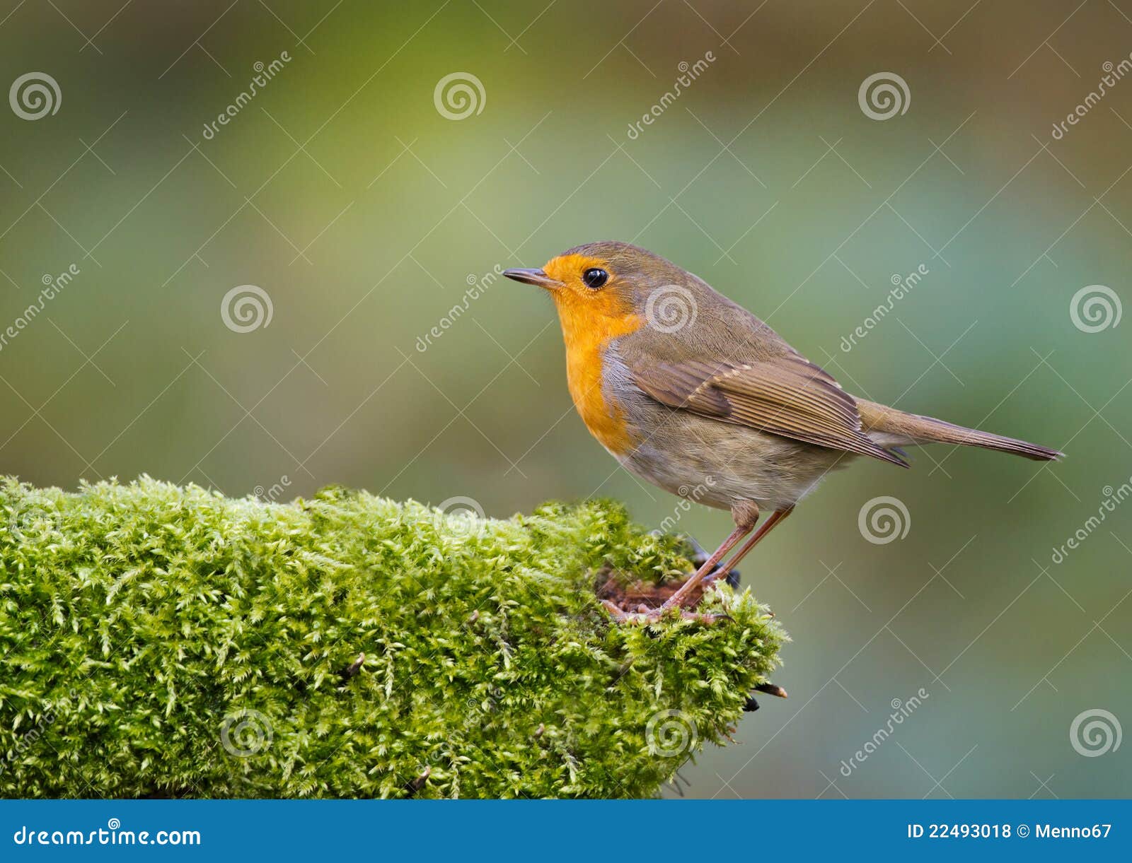 European Robin stock photo. Image of wildlife, wild, nature - 22493018