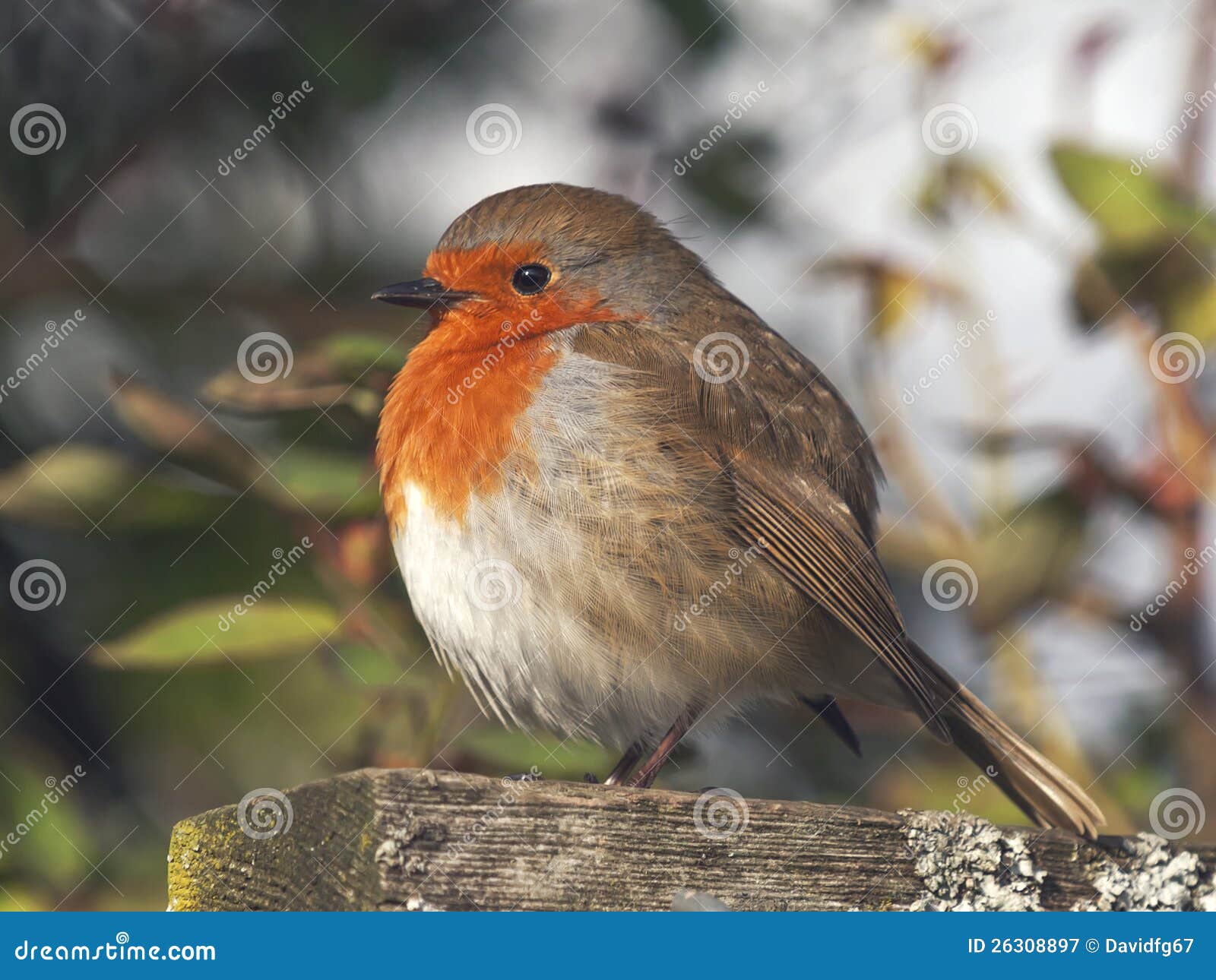 European Robin stock image. Image of garden, birds, life - 26308897