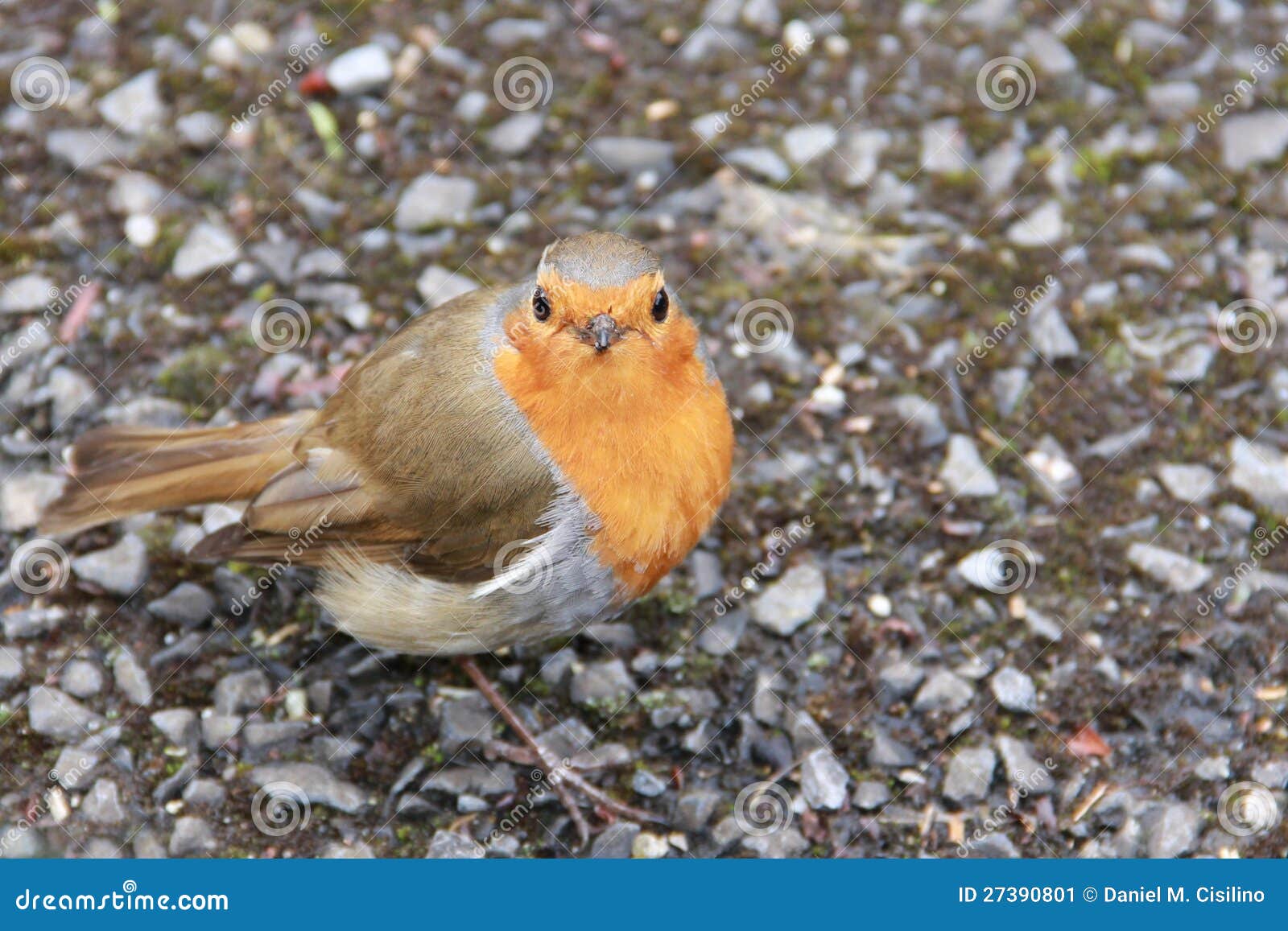 European Robin stock image. Image of neck, fauna, erithacus - 27390801