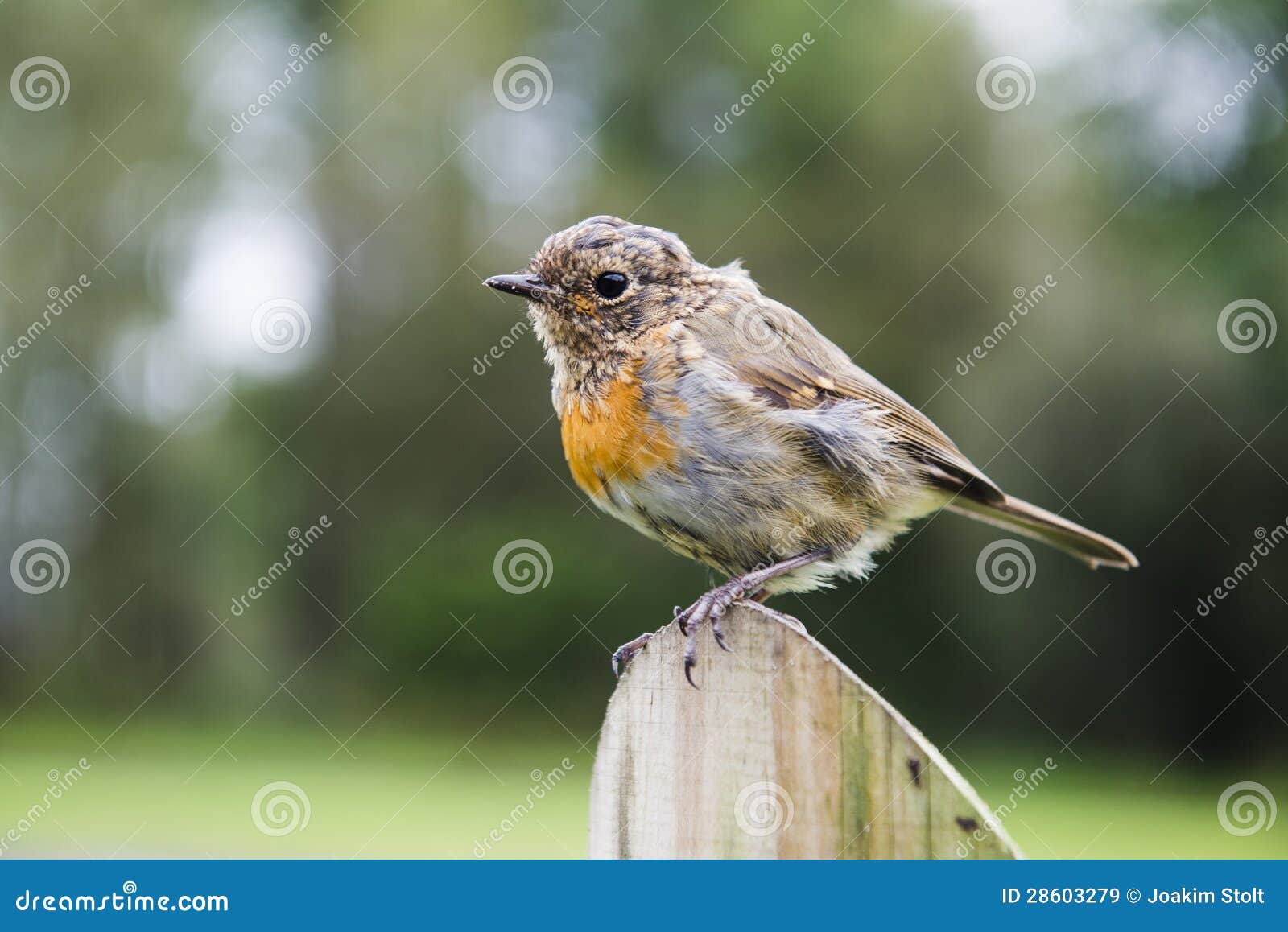 European robin stock image. Image of distance, colorful - 28603279