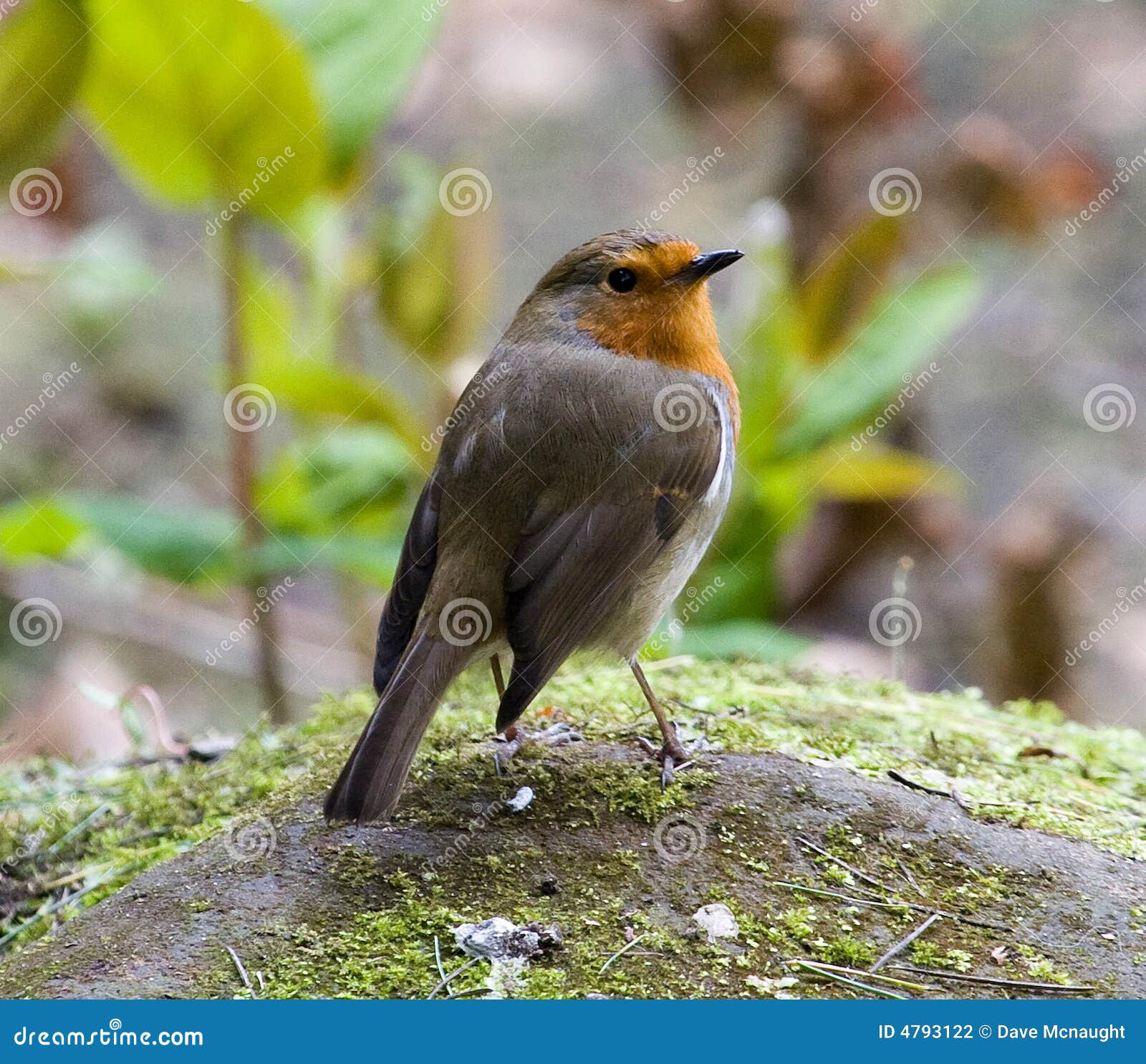 European robin stock photo. Image of feathers, covered - 4793122