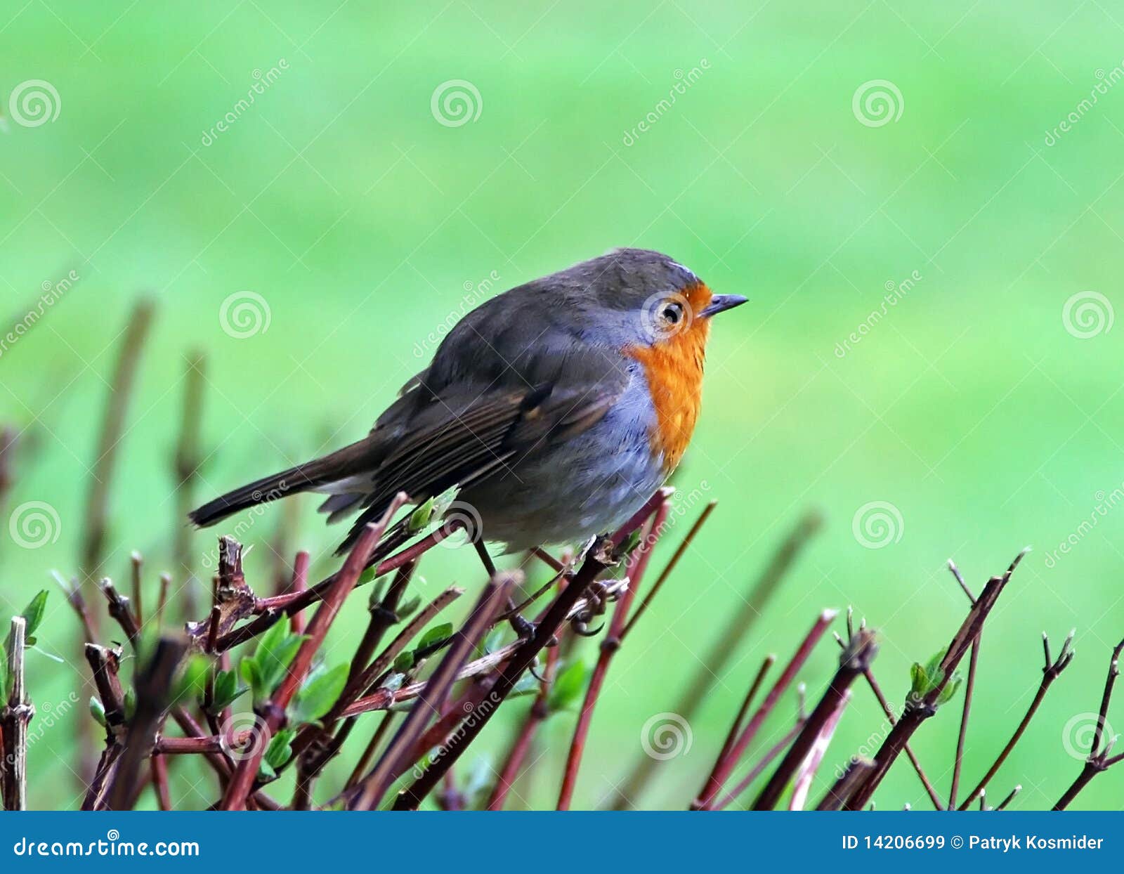 European robin bird stock image. Image of flying, bird - 14206699