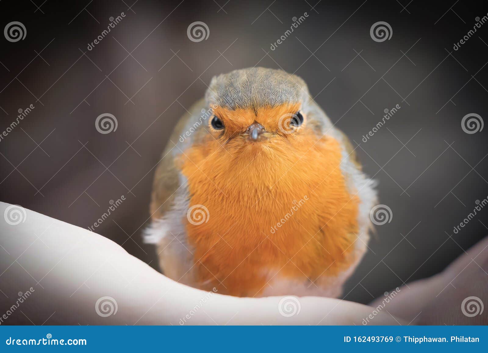 Close Up of European Robin Bird in Hand Stock Image - Image of isolated ...
