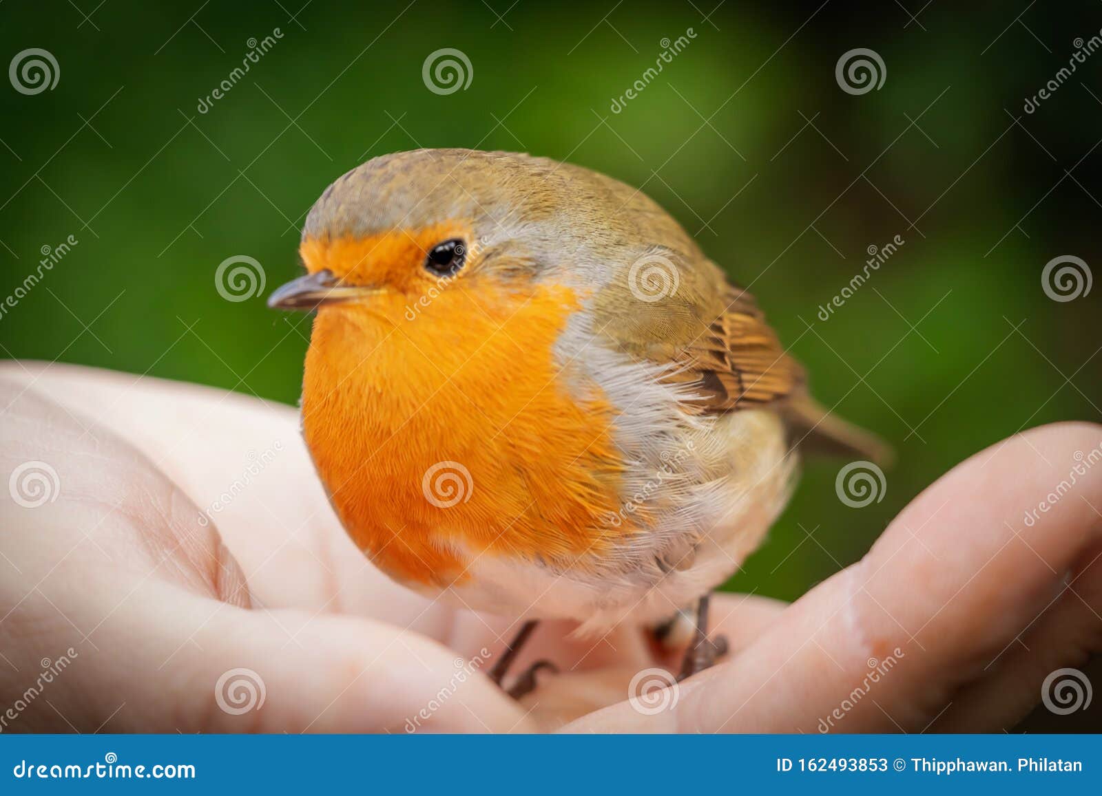 European Robin Bird in Orange Color in the Garden Stock Image - Image ...