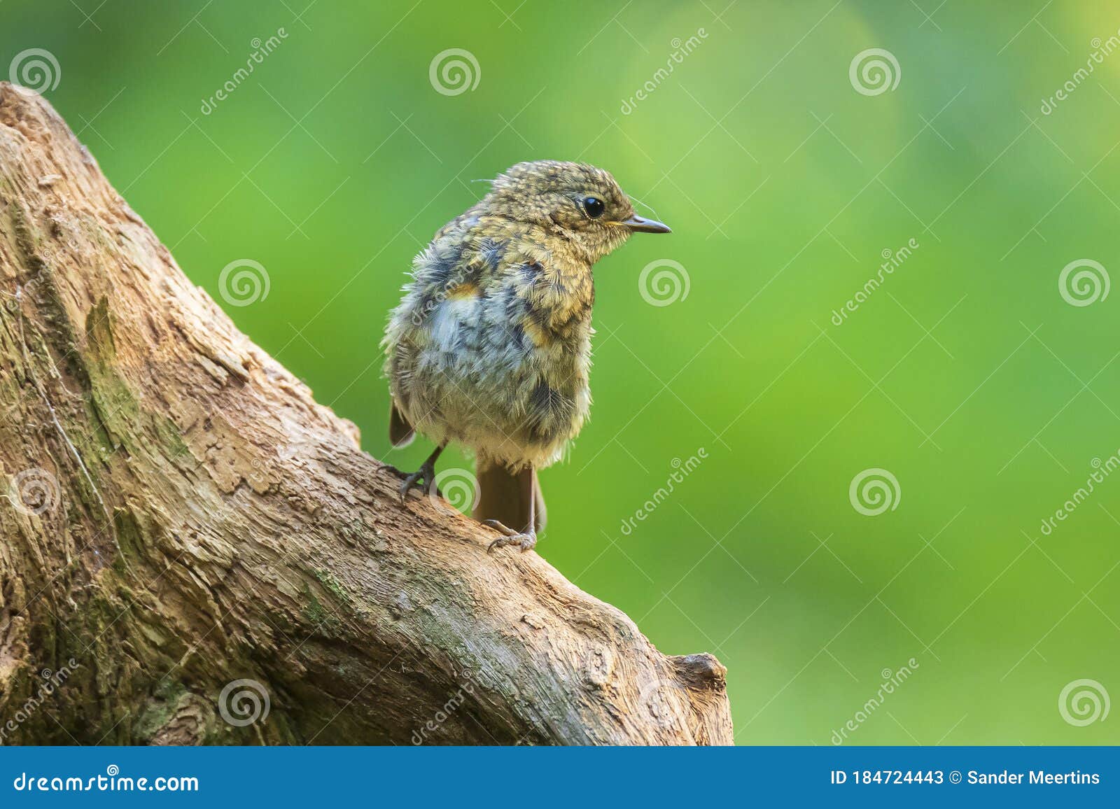 European Robin Bird Erithacus Rubecula Chick Stock Image - Image of ...