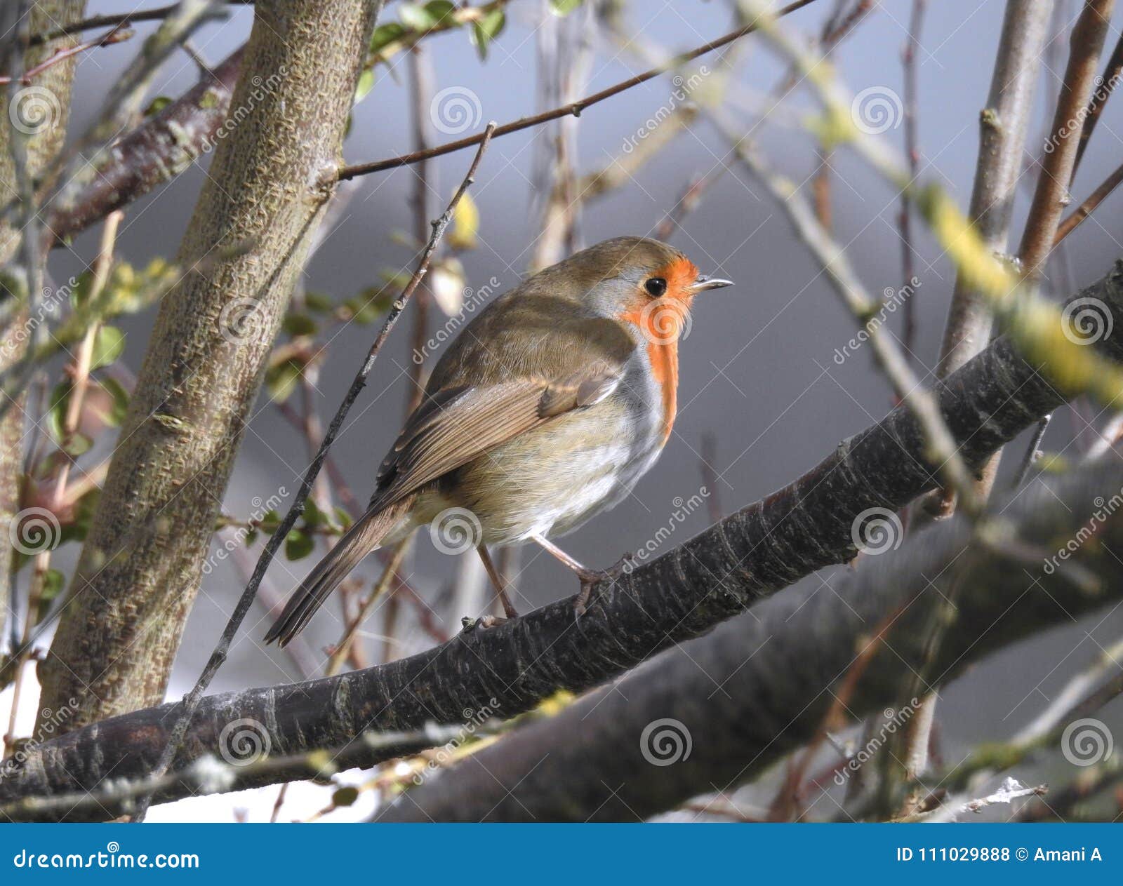 European Robin Bird / Erithacus Rubecula in a Tree Stock Photo - Image ...