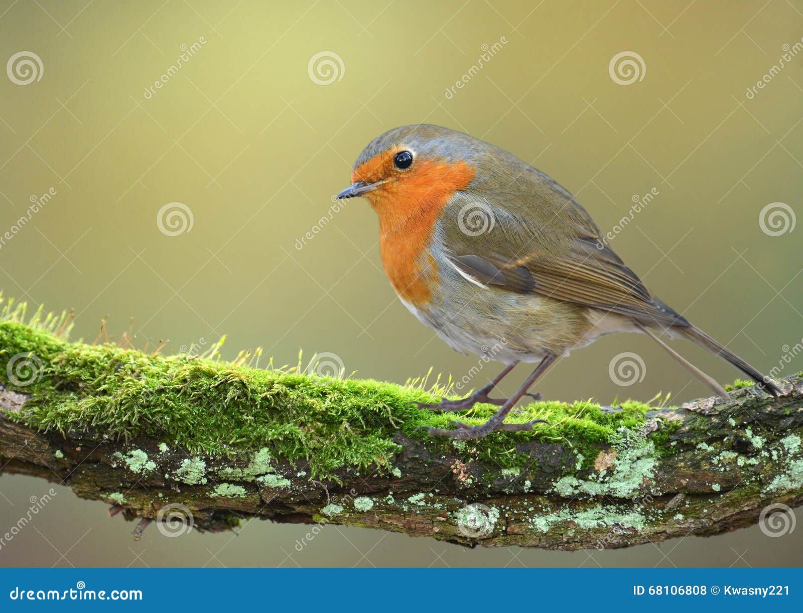 European robin bird stock photo. Image of redbreast, wild - 68106808