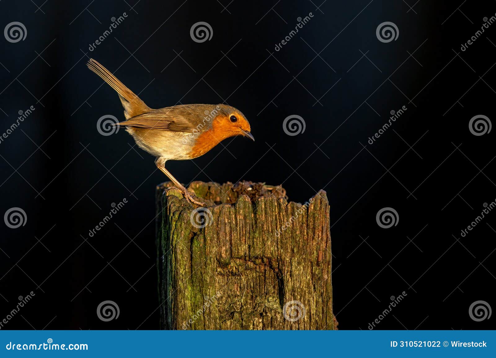 European Robin Bird Perched on a Wooden Post. Stock Photo - Image of ...