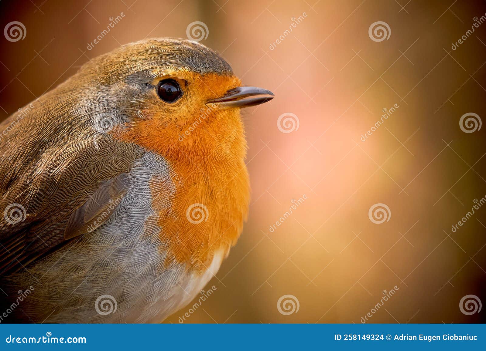 European Robin Bird Sitting on a Branch Stock Photo - Image of cute ...