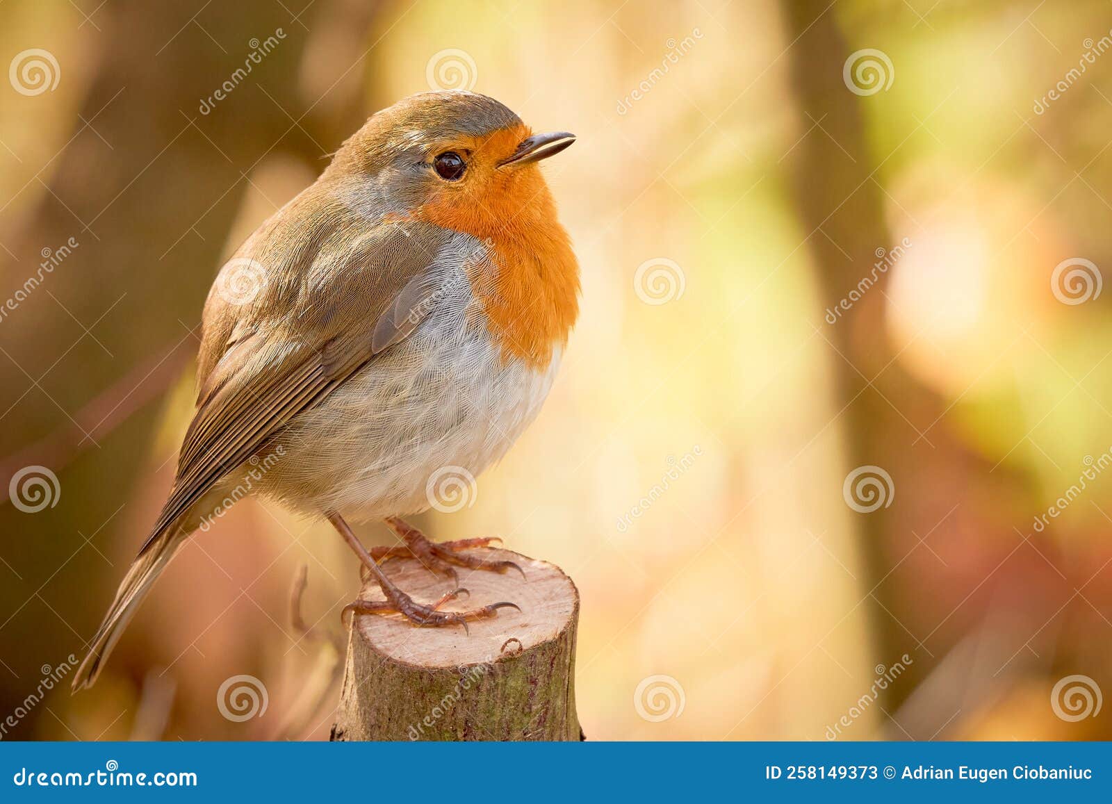 European Robin Bird Sitting on a Branch Stock Image - Image of outdoor ...
