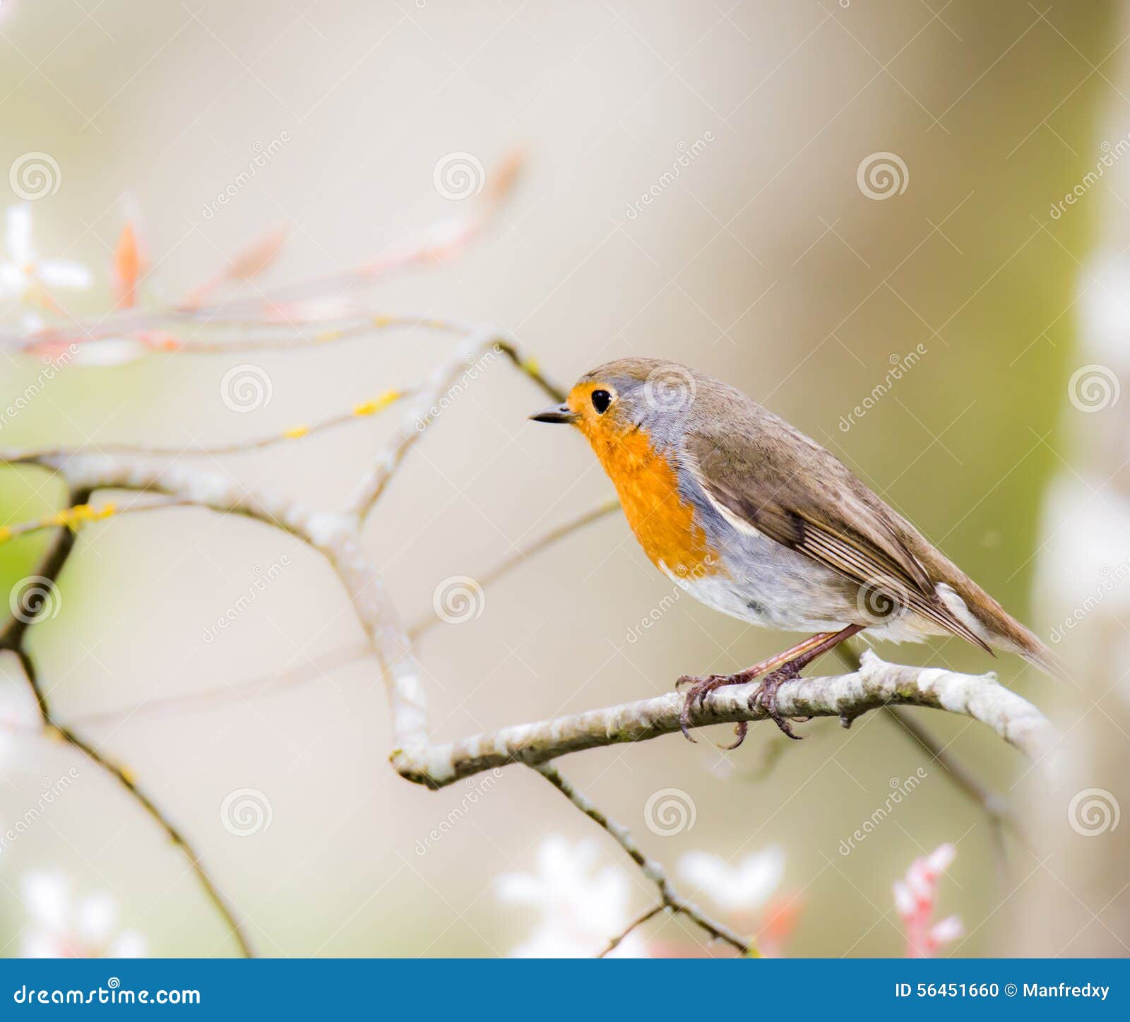 European Robin Bird Sitting on a Tree Branch Stock Photo - Image of ...