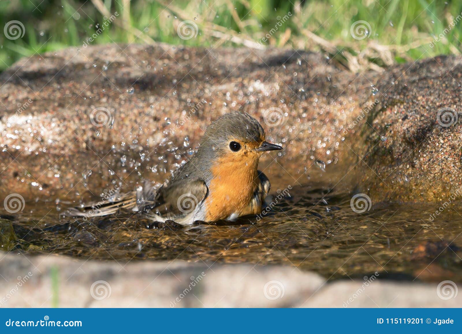 European Robin Bird in Bird Bath Stock Image - Image of outdoor ...