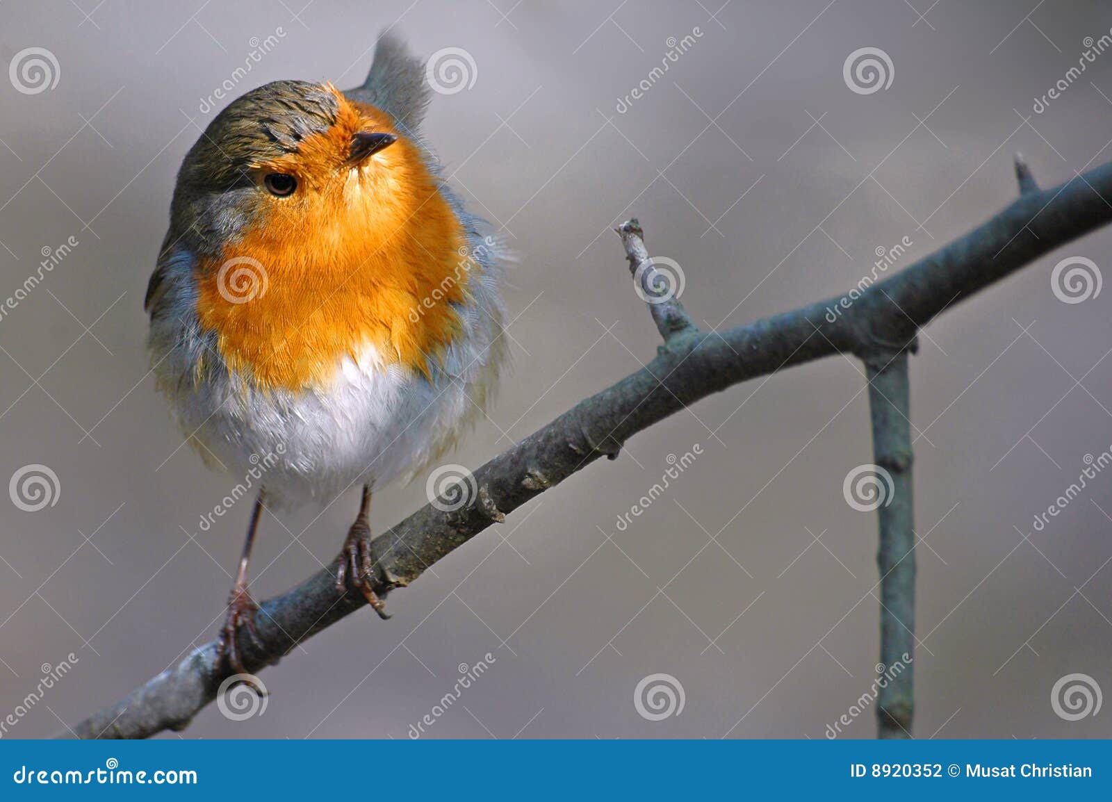 European Robin on branch stock photo. Image of grey, bill - 8920352
