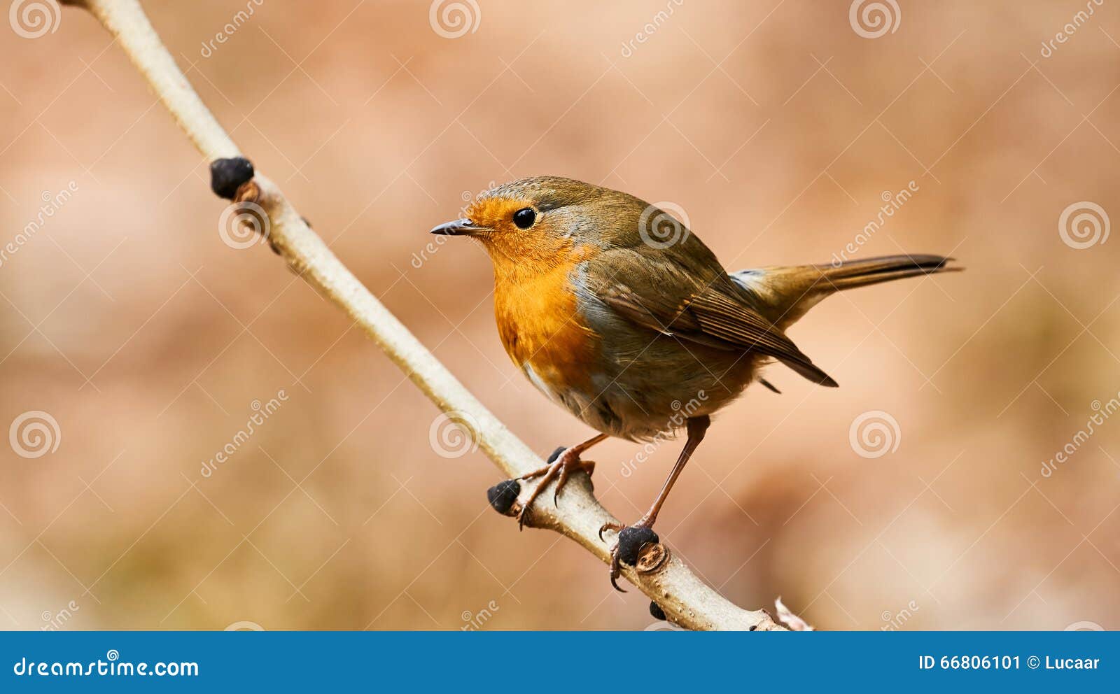 European Robin stock image. Image of birdwatching, portrait - 66806101