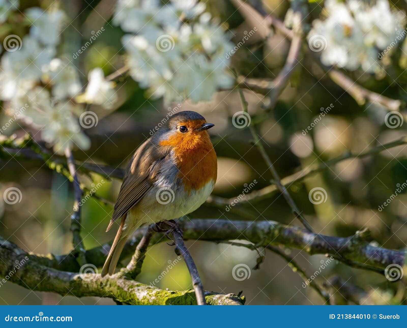 European Robin in Dappled Sunlight Stock Photo - Image of passerine ...