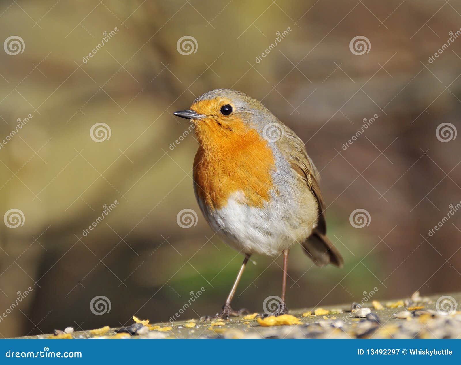 European Robin - Erithacus Rubecula Stock Image - Image of british ...