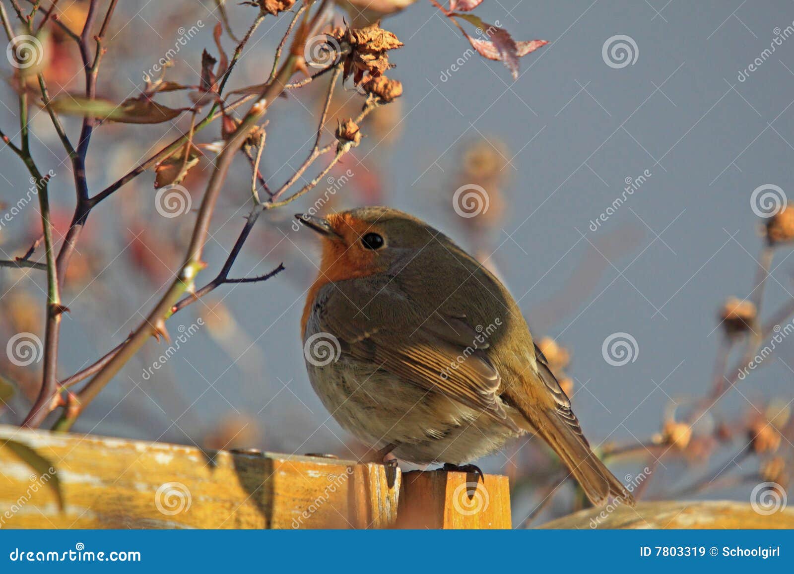 European Robin (Erithacus Rubecula) Stock Image - Image of bird ...