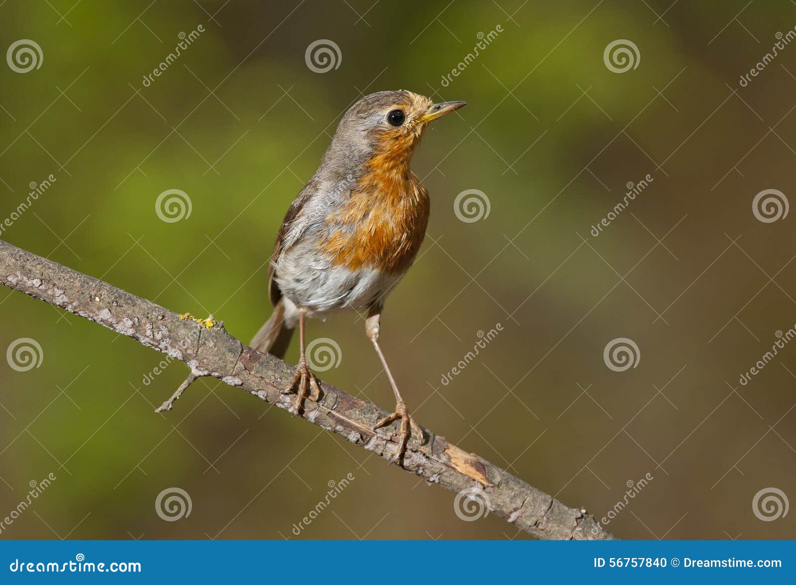 European Robin (Erithacus Rubecula) Stock Photo - Image of medius ...