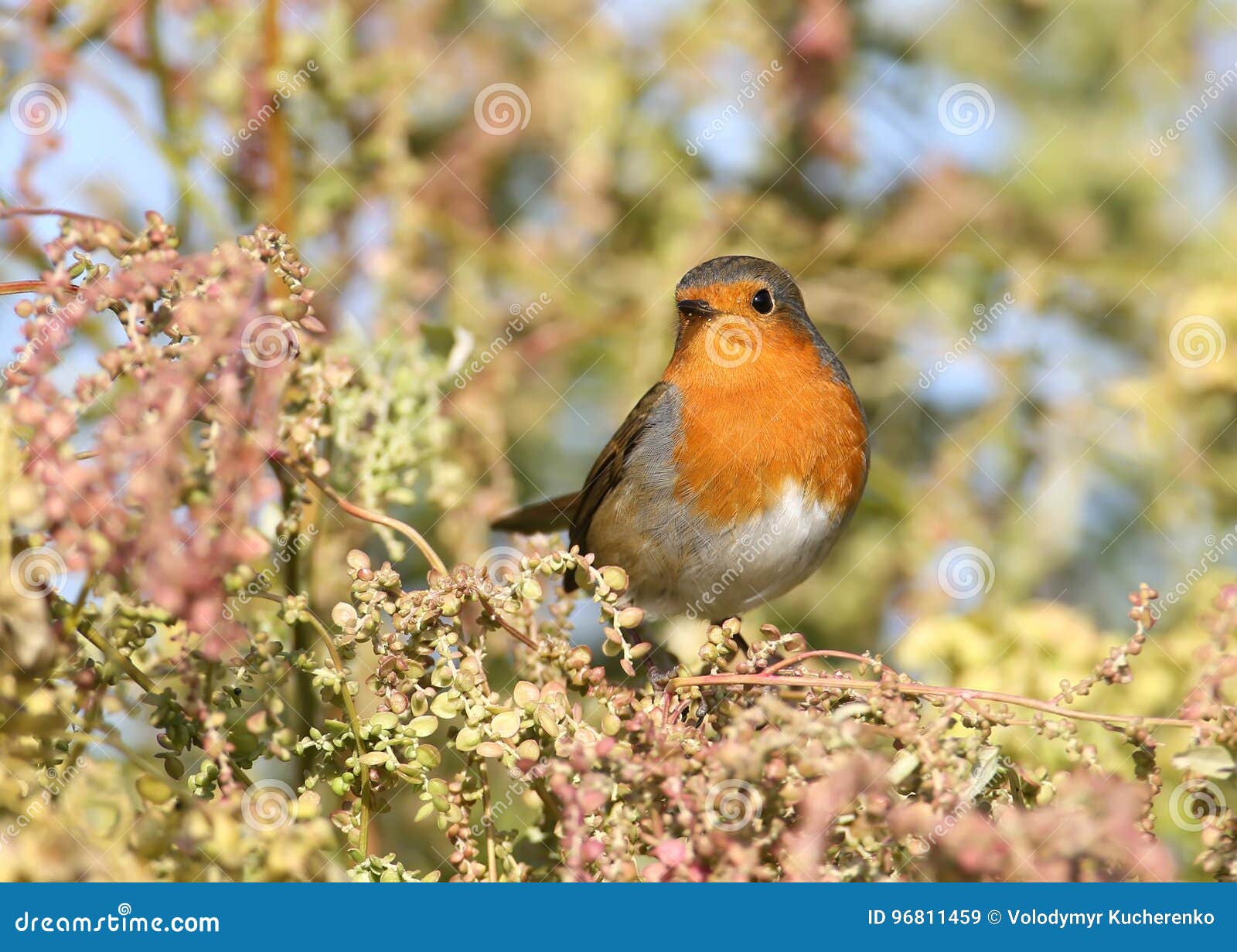 European Robin Erithacus Rubecula in Beautiful Soft Sunlight. Stock ...
