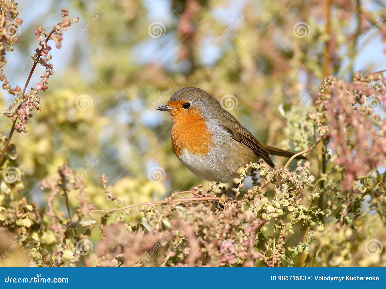 European Robin Erithacus Rubecula in Beautiful Soft Sunlight. Stock ...