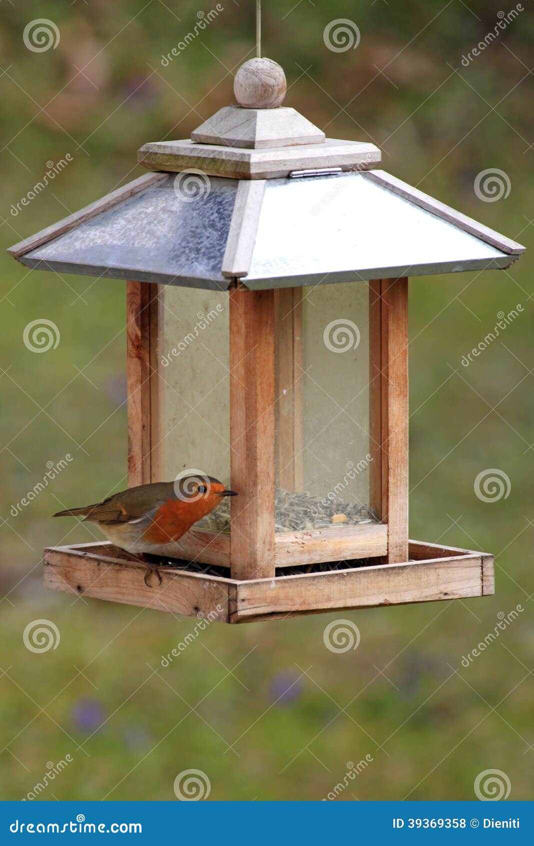 European Robin / Erithacus Rubecula at a Bird Feeder Stock Photo ...
