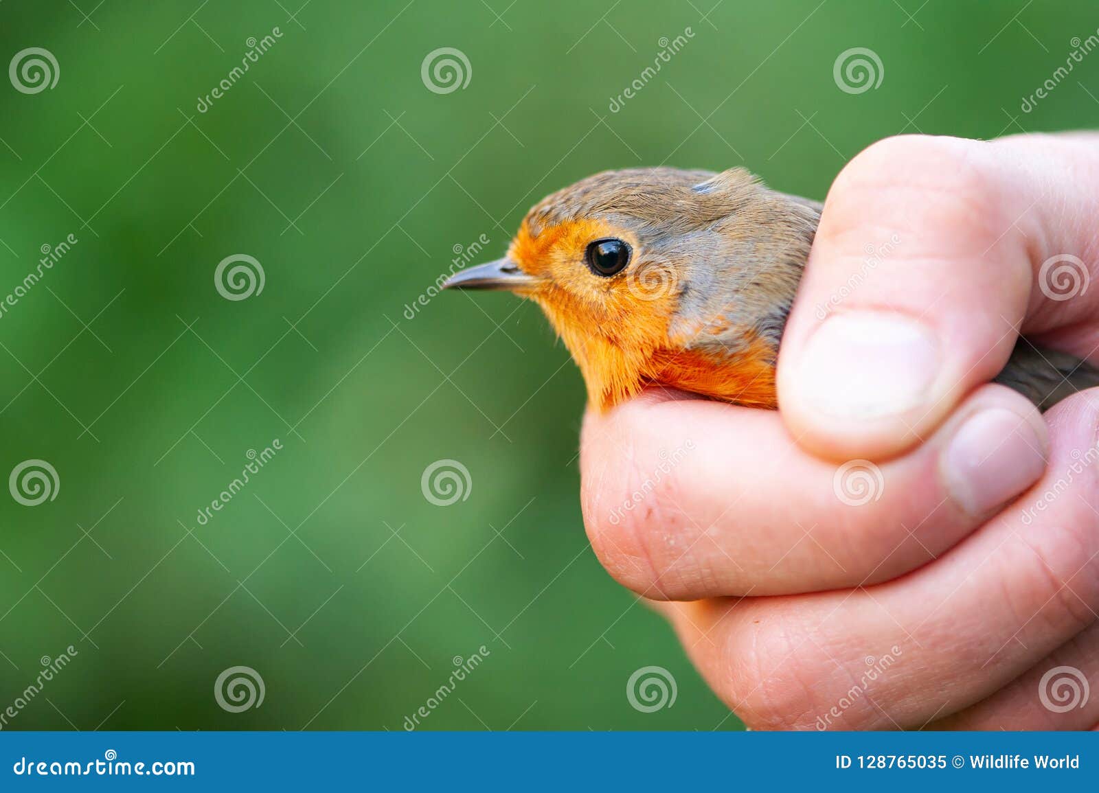 European Robin Erithacus Rubecula. Bird in the Hands of Man Stock Image ...