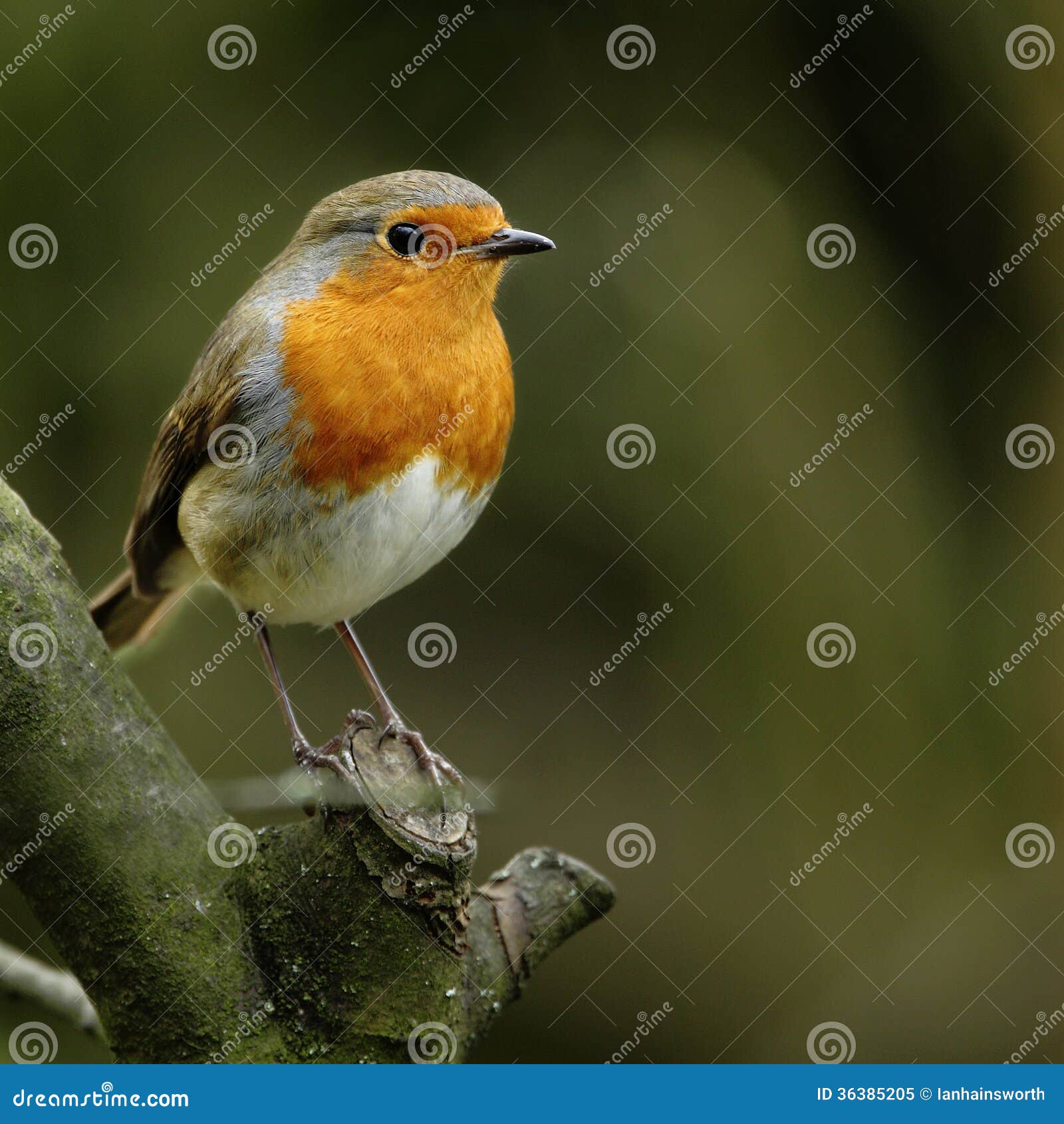 A European Robin (Erithacus Rubecula). Stock Image - Image of avian ...