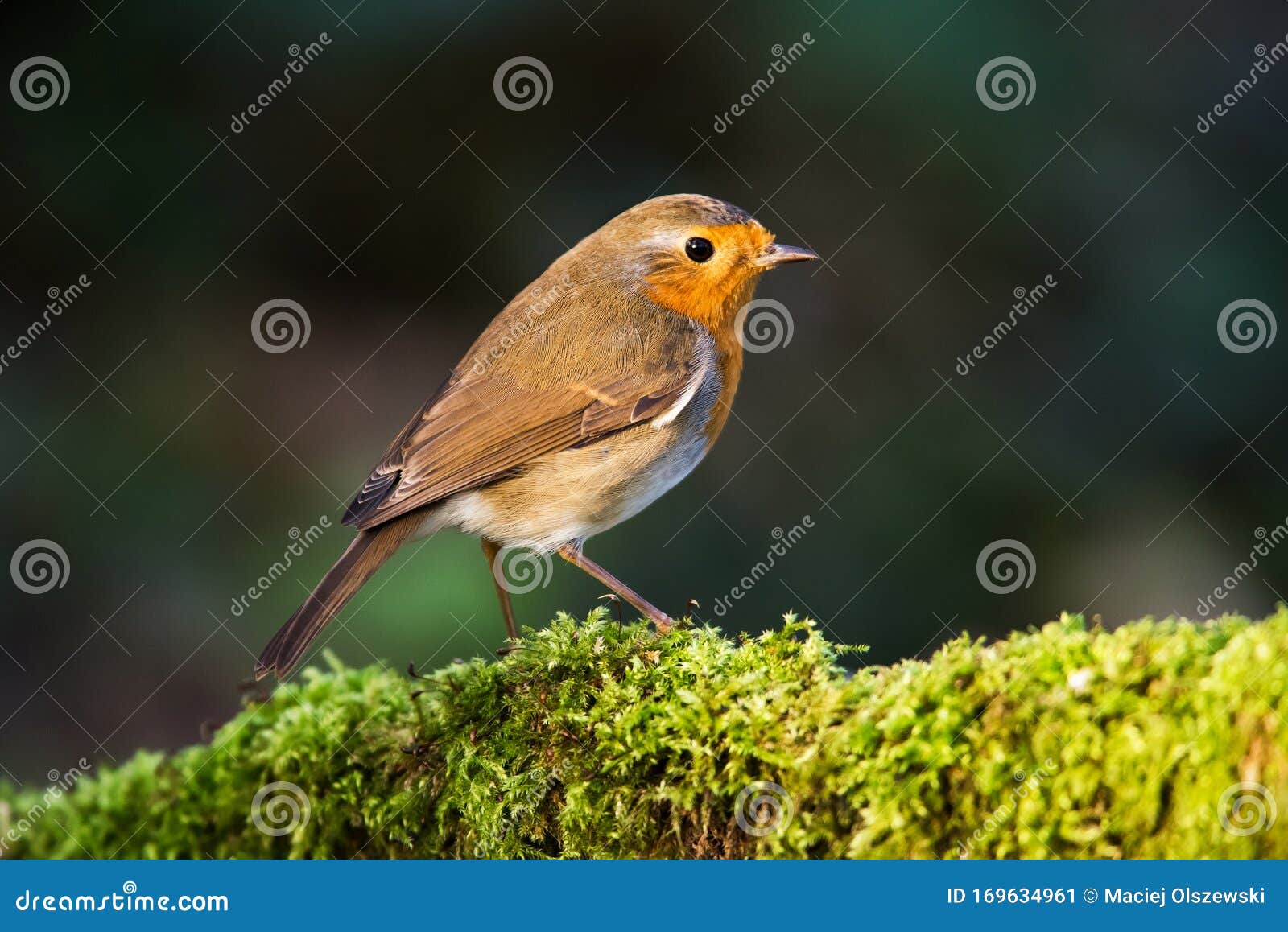 European Robin, Robin, Erithacus Rubecula. Stock Image - Image of small ...